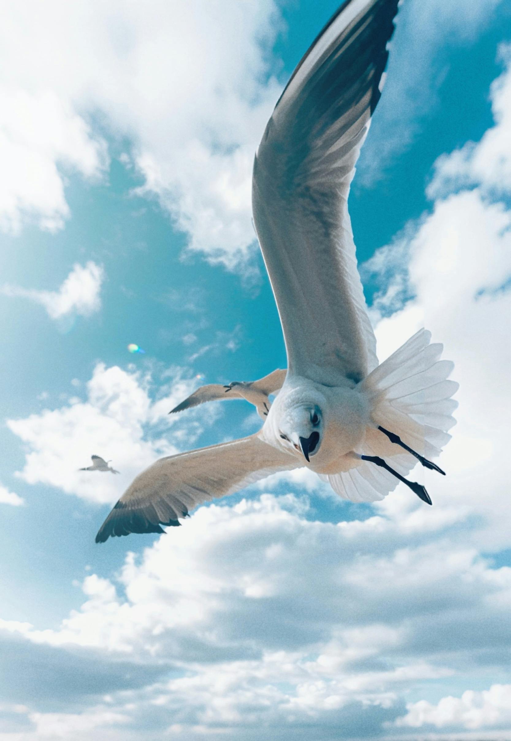 Seagulls Flying over Beach · Free Stock Photo