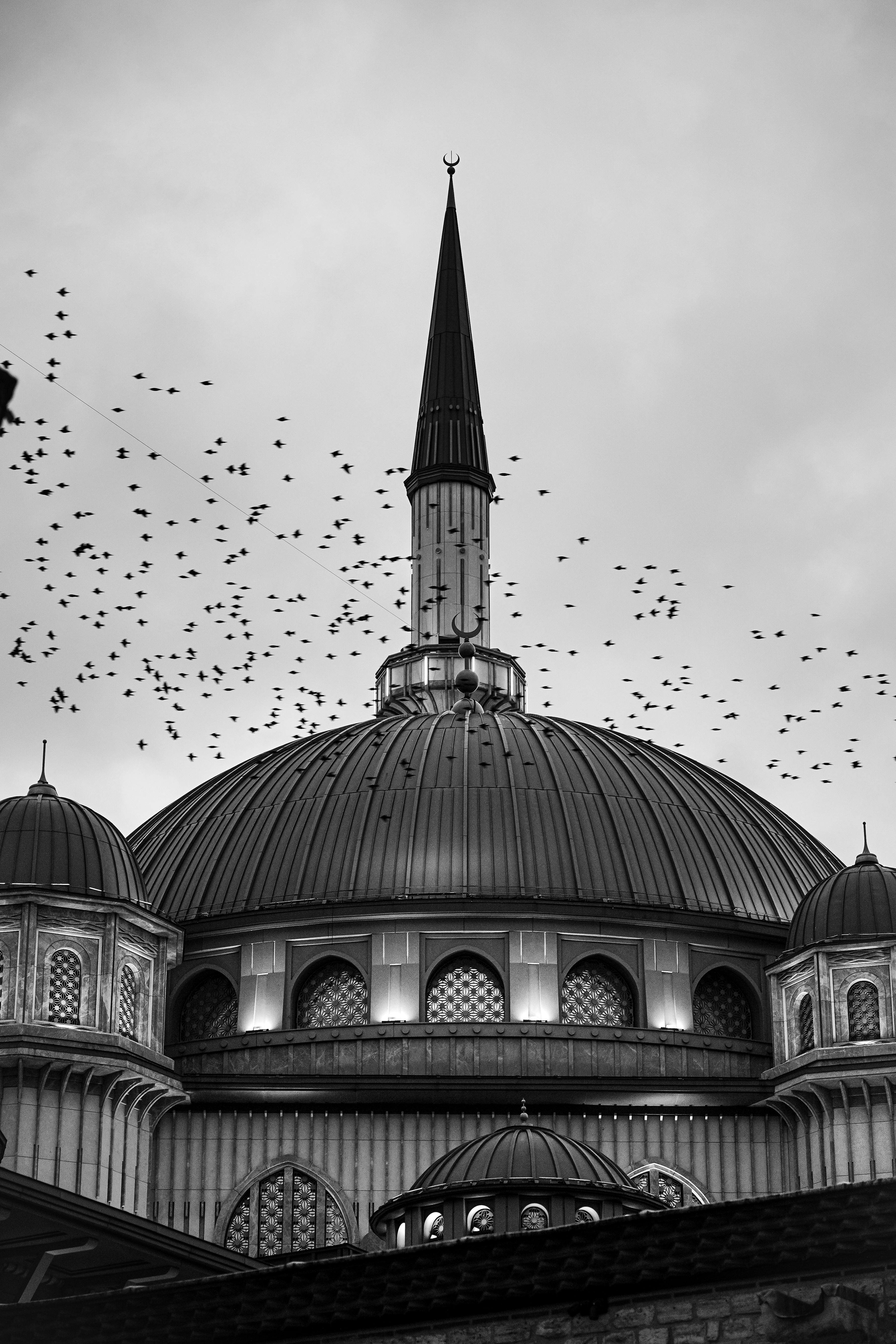 Black and White Dome with Birds in Flight · Free Stock Photo