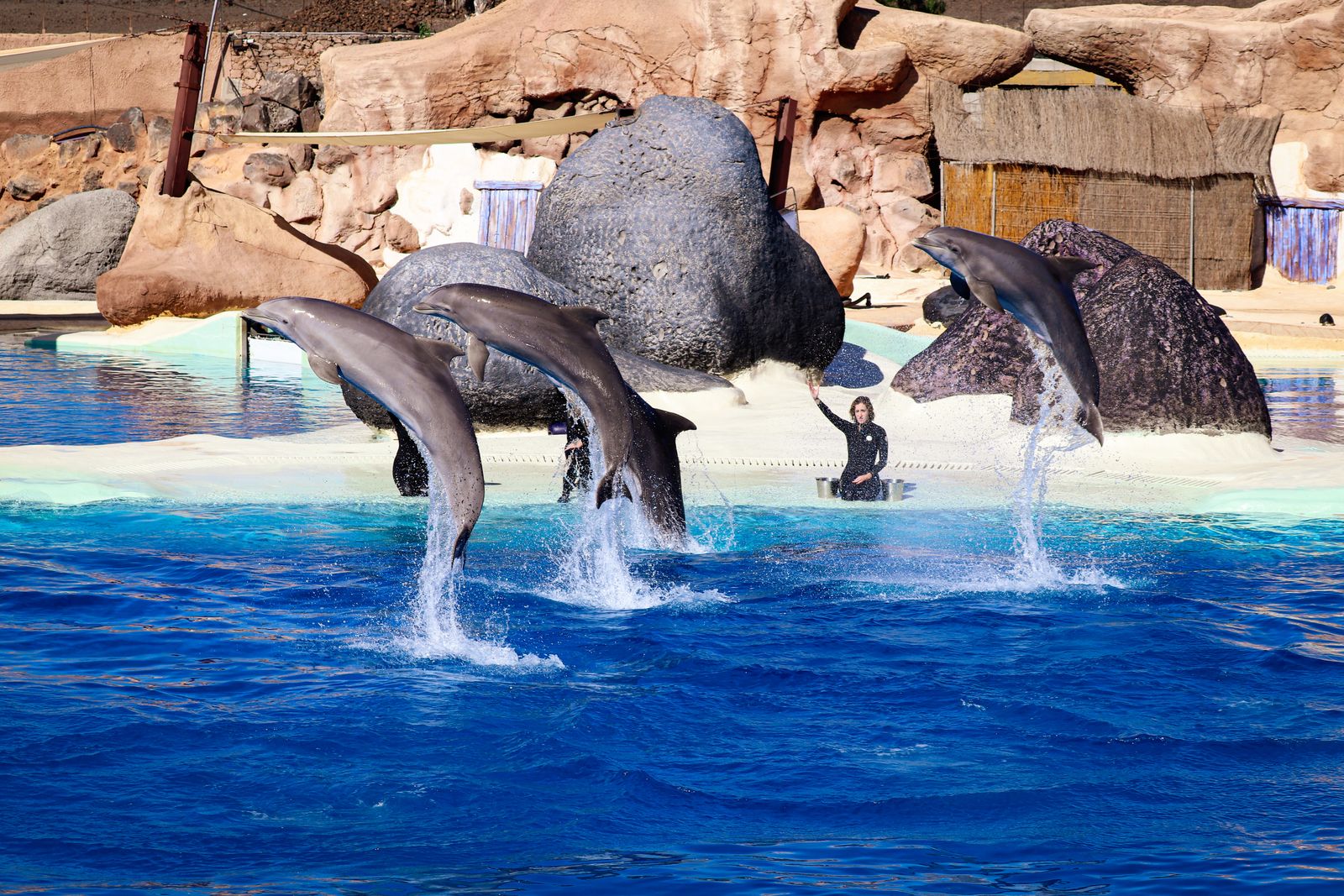 Dolphins+At+A+Zoo Photos, Download The BEST Free Dolphins+At+A+Zoo ...