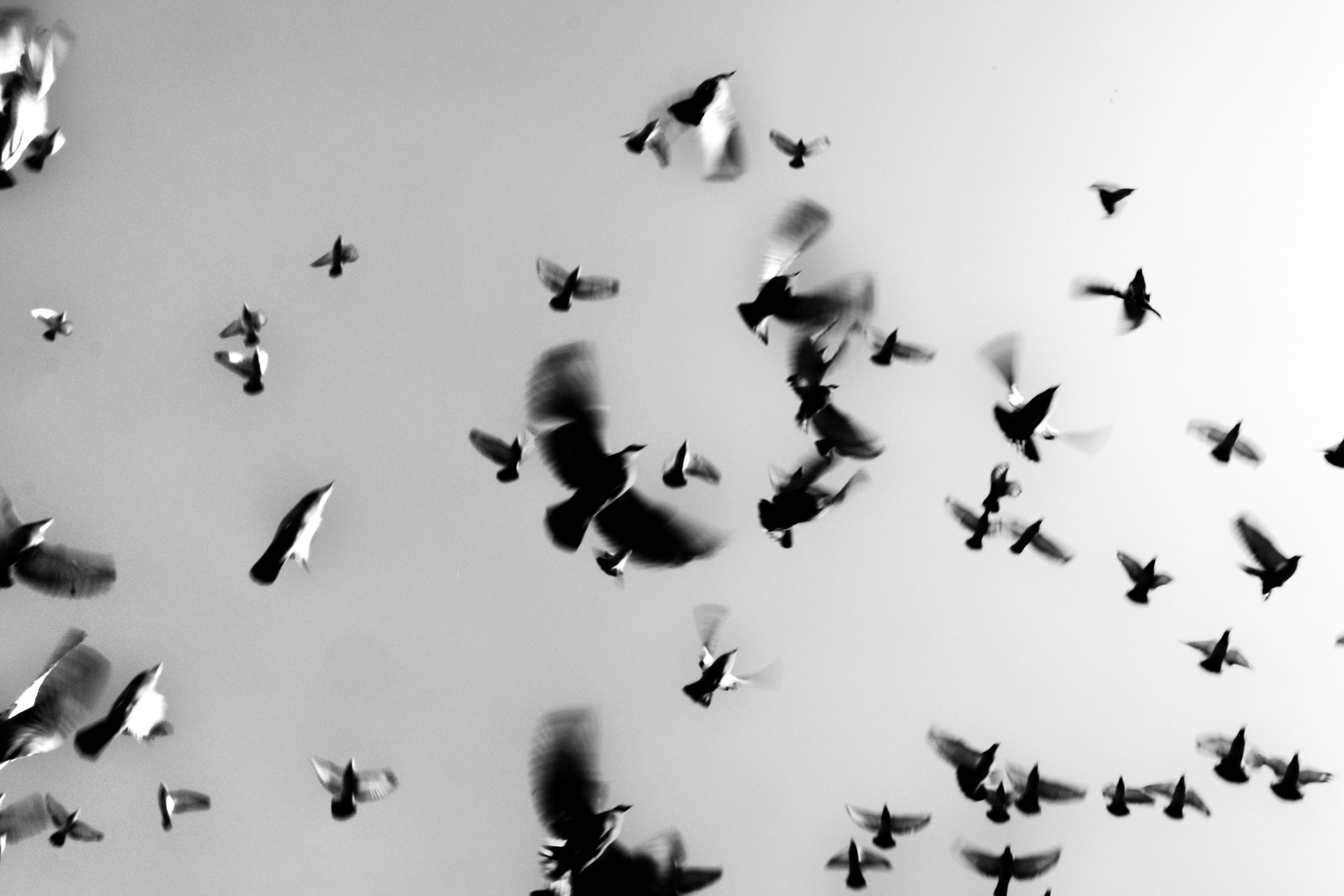 Flapping Pigeons Photos, Download The BEST Free Flapping Pigeons Stock ...