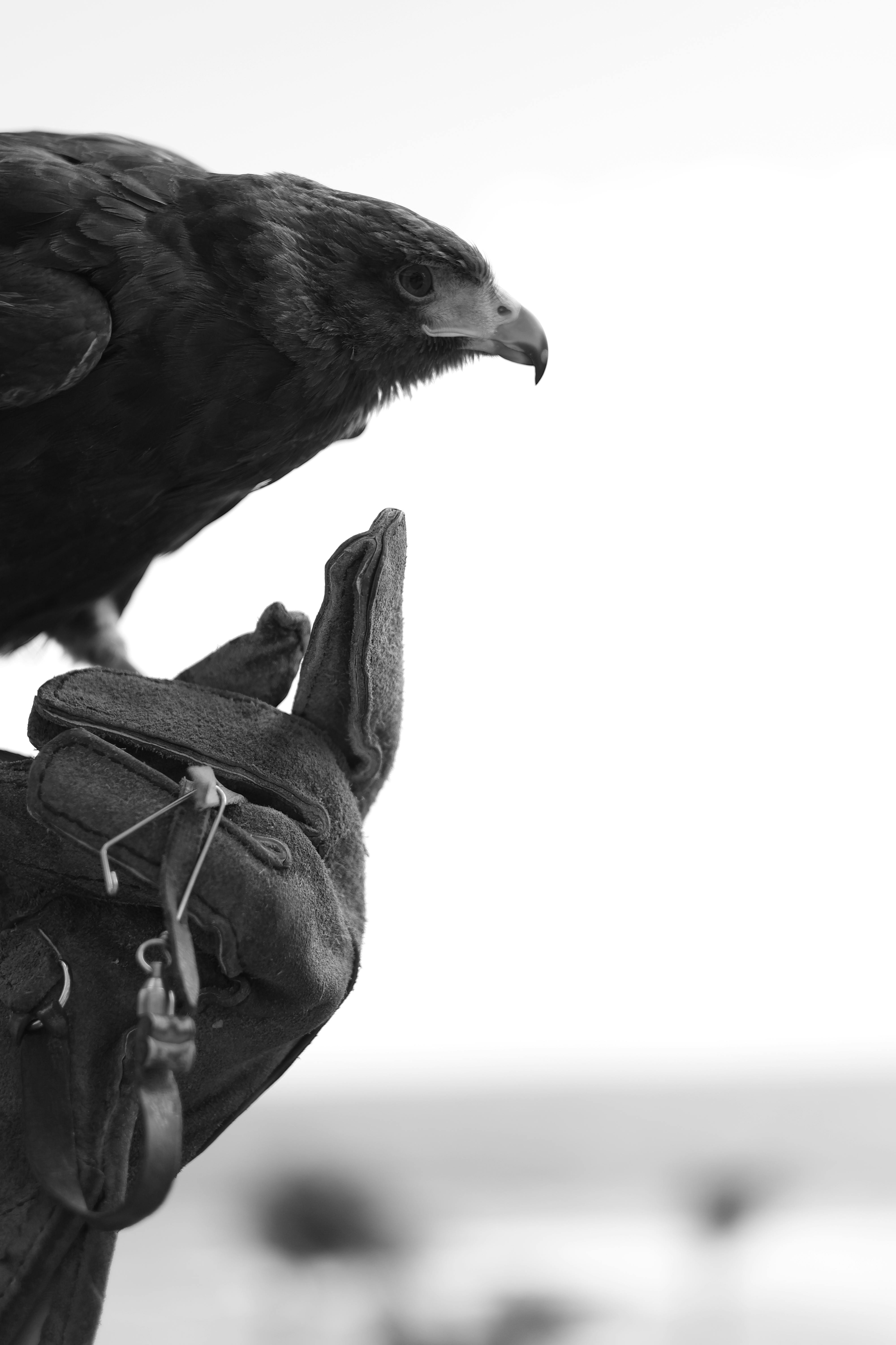 Disturbance Handler Photos, Download The BEST Free Disturbance Handler ...