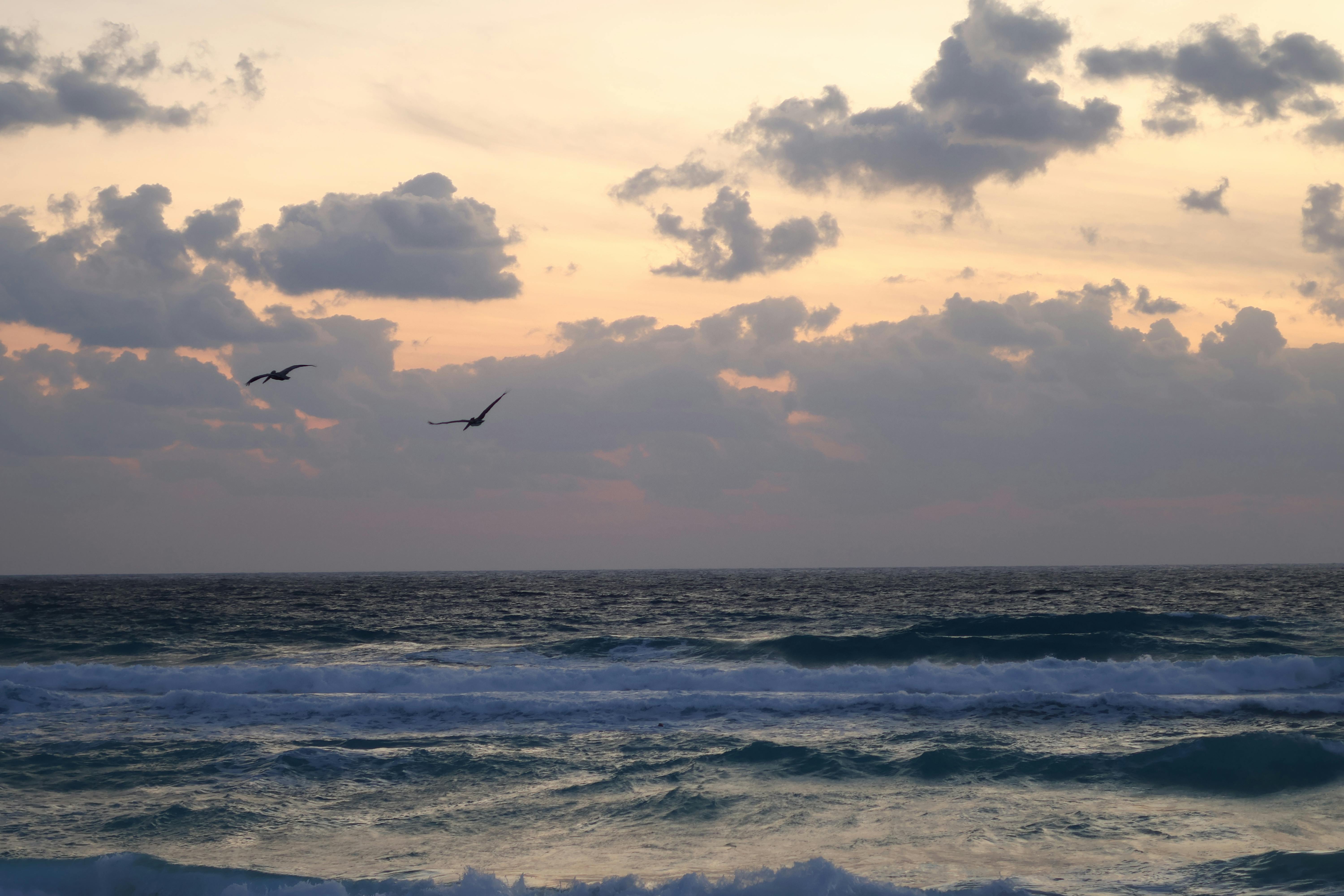 Picturesque Ocean View at Sunrise with Birds · Free Stock Photo