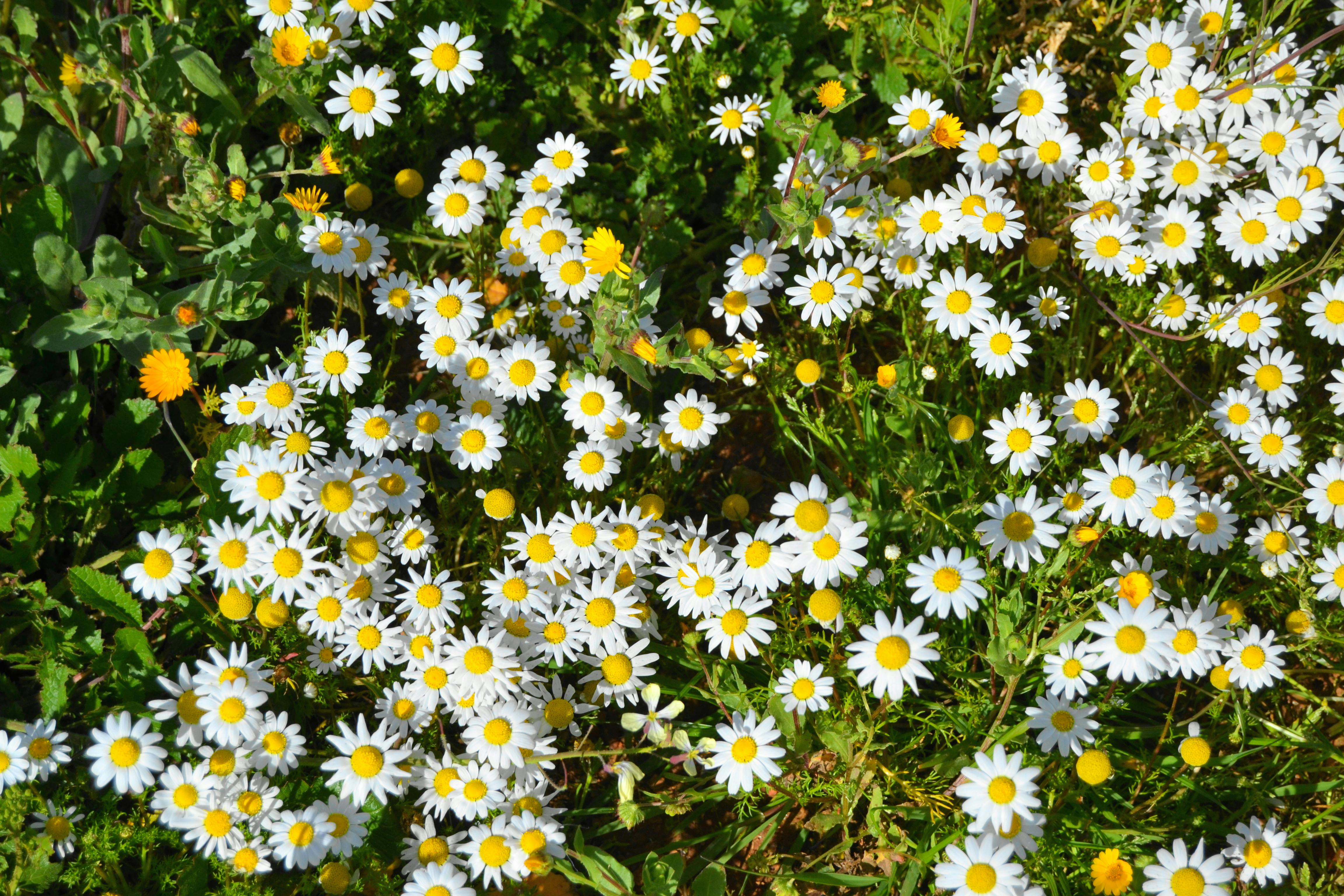 Flower Daisy Photos, Download The BEST Free Flower Daisy Stock Photos ...