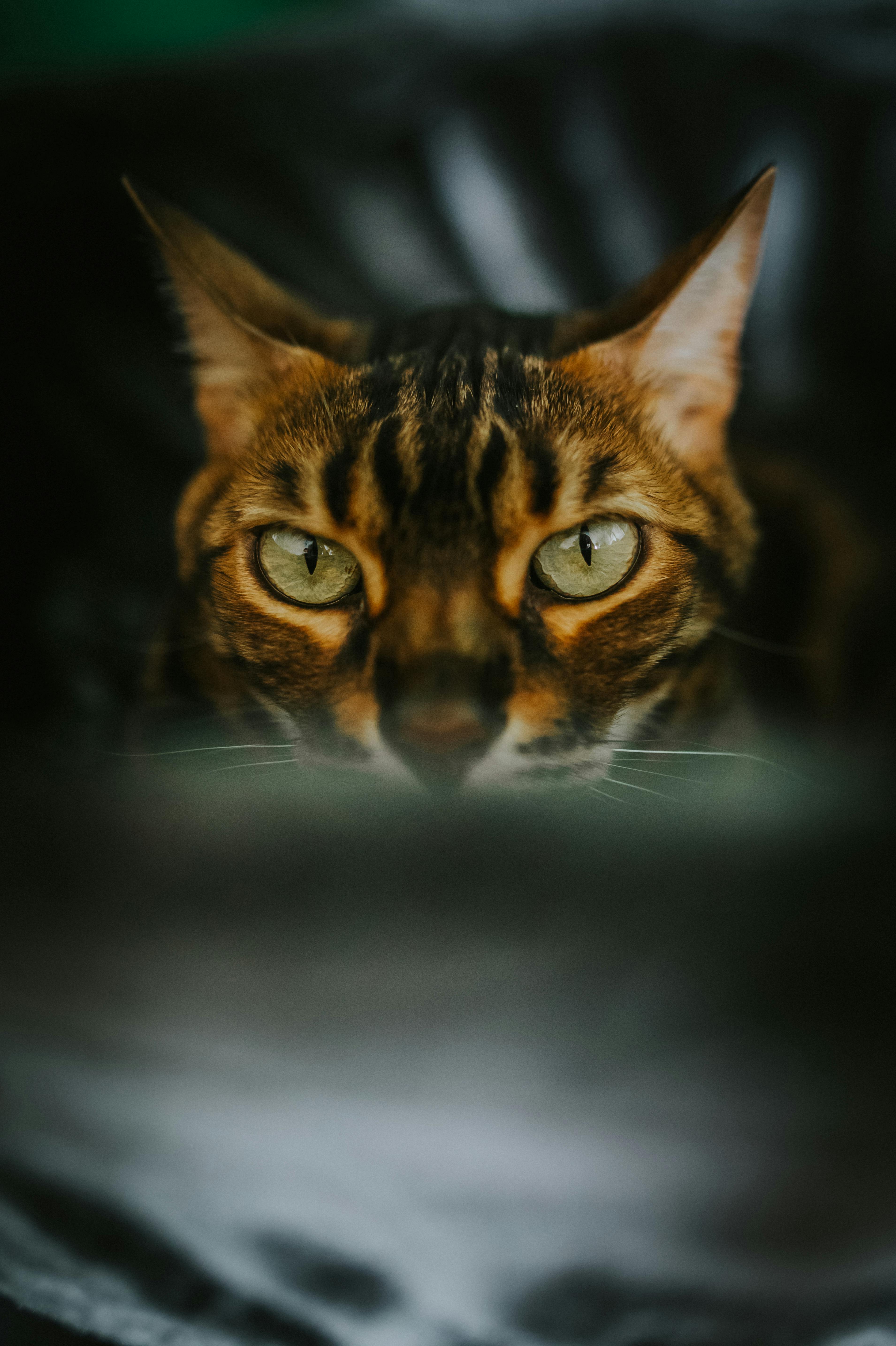 Wildcat Animal Photos, Download The BEST Free Wildcat Animal Stock ...