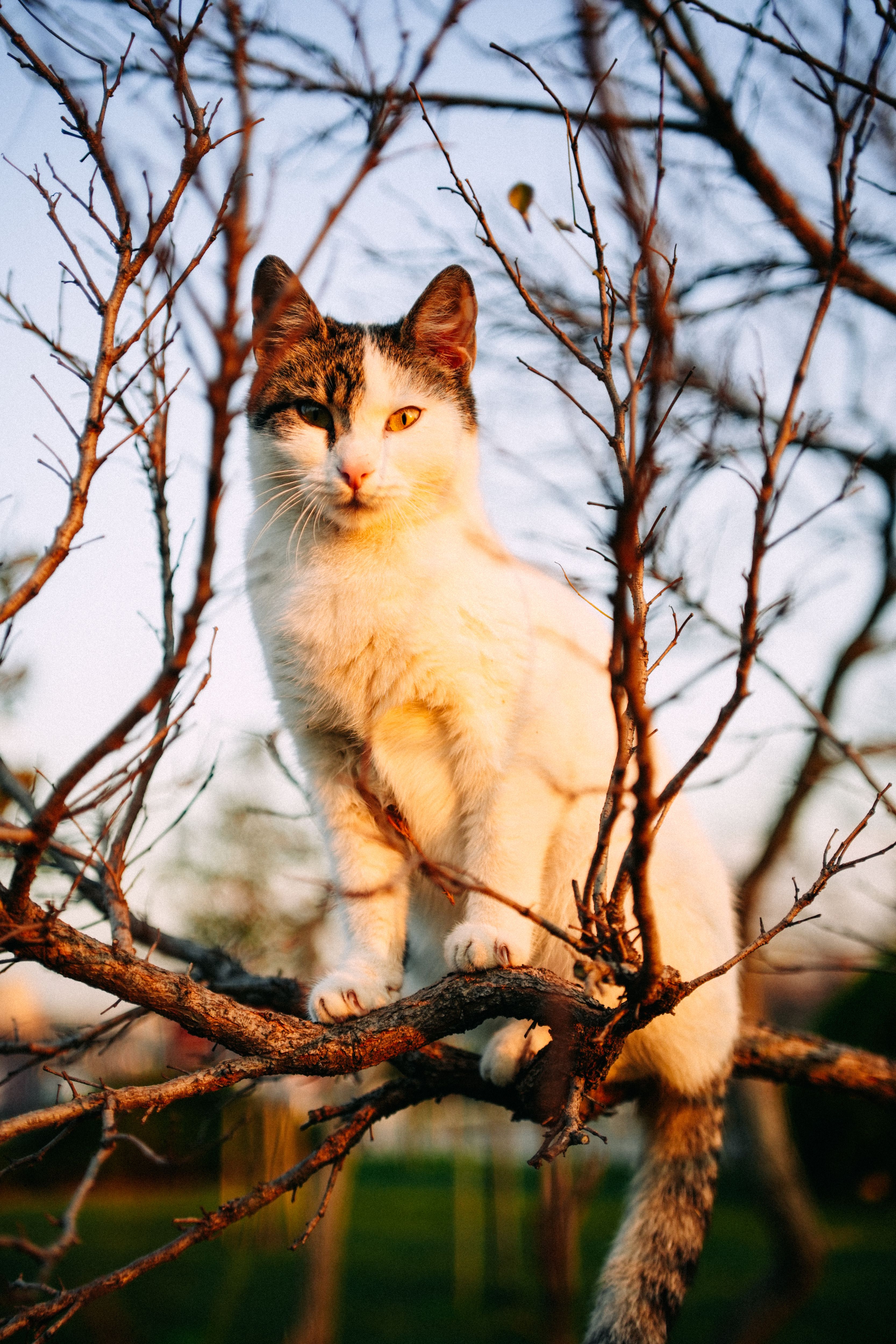 Big Cat On Tree Photos, Download The BEST Free Big Cat On Tree Stock ...