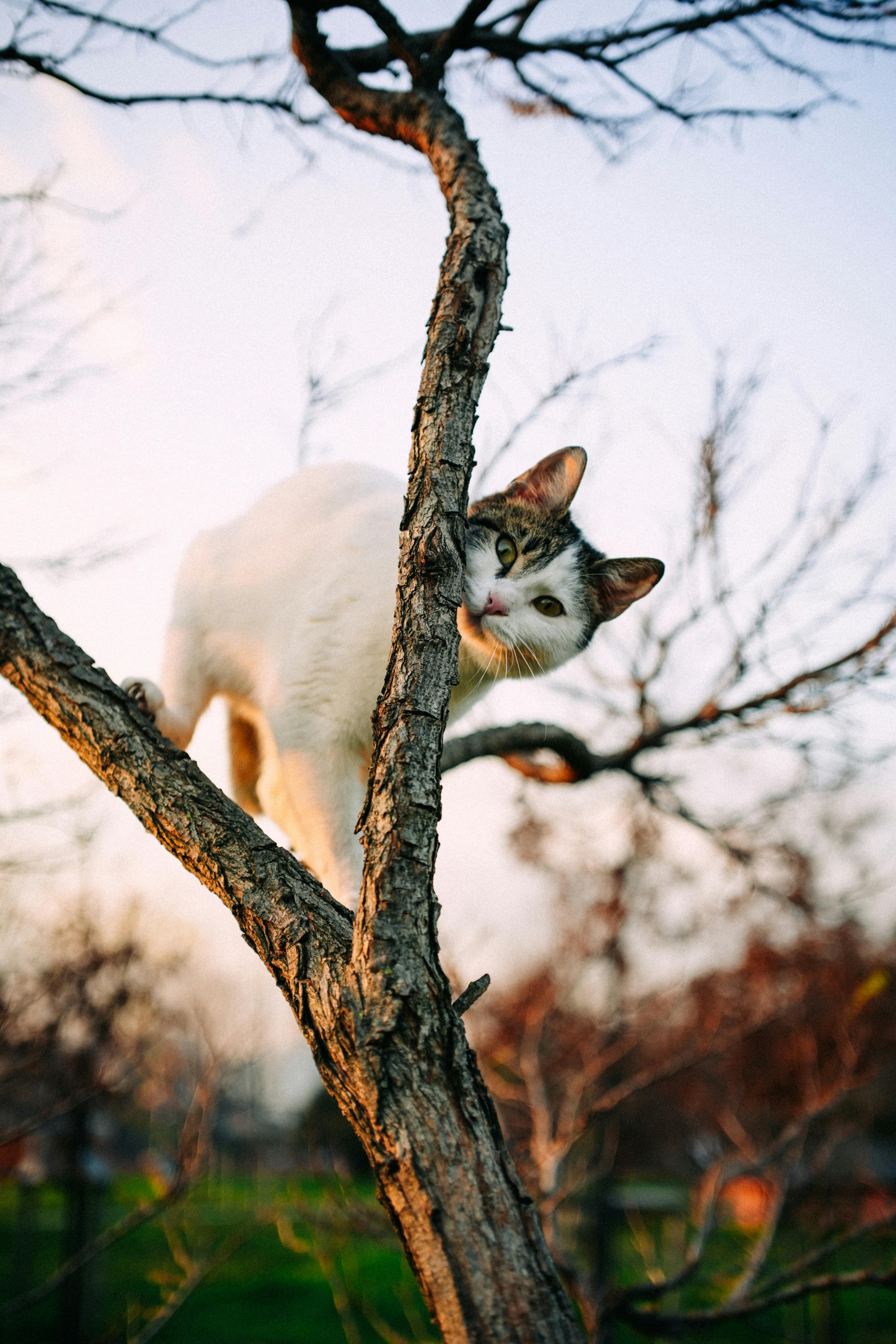 Playful Cat Climbing a Tree Outdoors at Sunset · Free Stock Photo