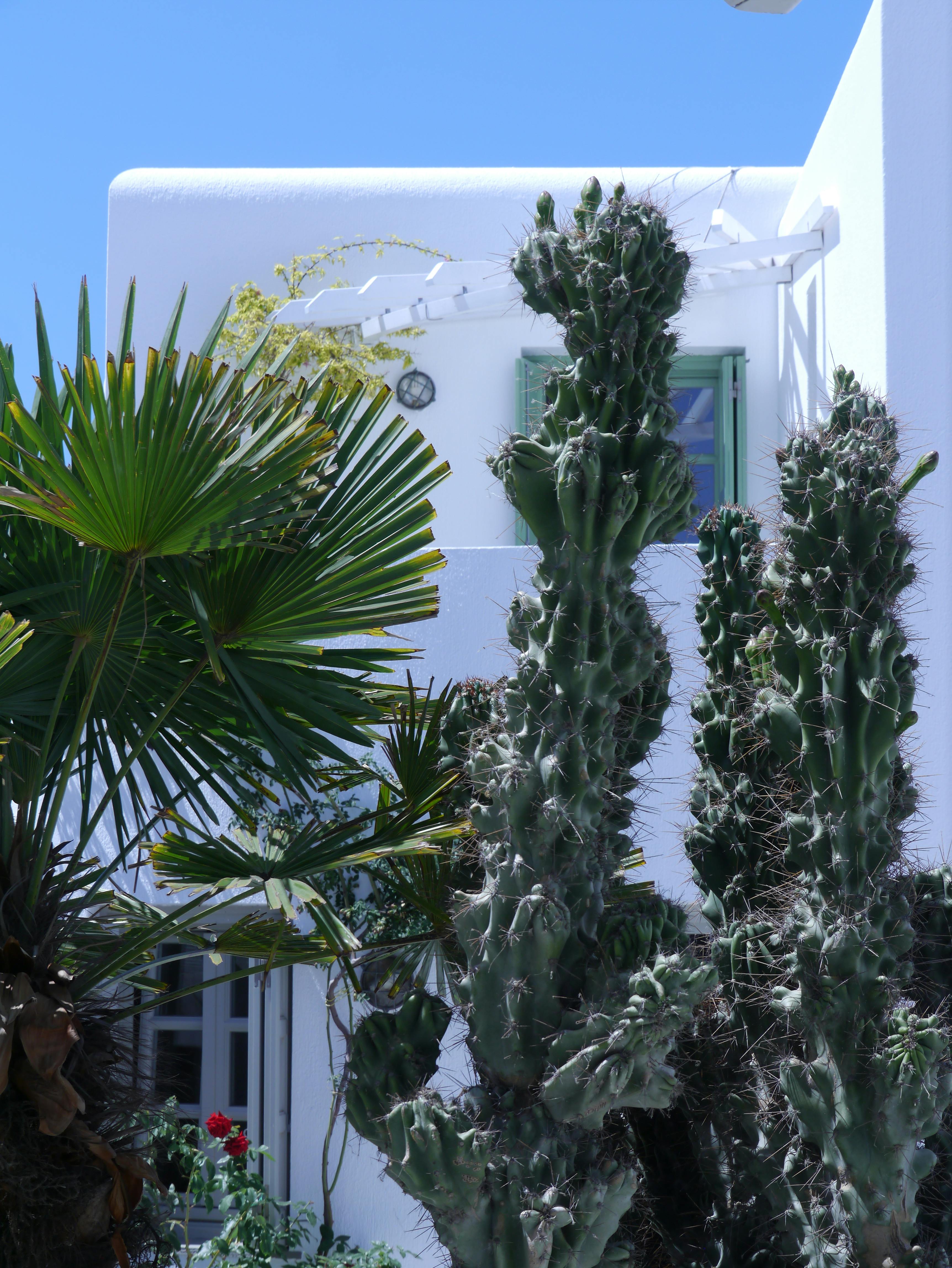 Modern White Building with Exotic Cacti in Summer · Free Stock Photo
