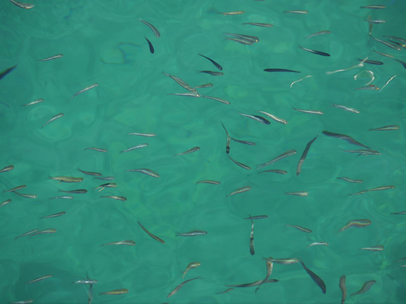 Aquarium Fish Photos, Download The BEST Free Aquarium Fish Stock Photos ...