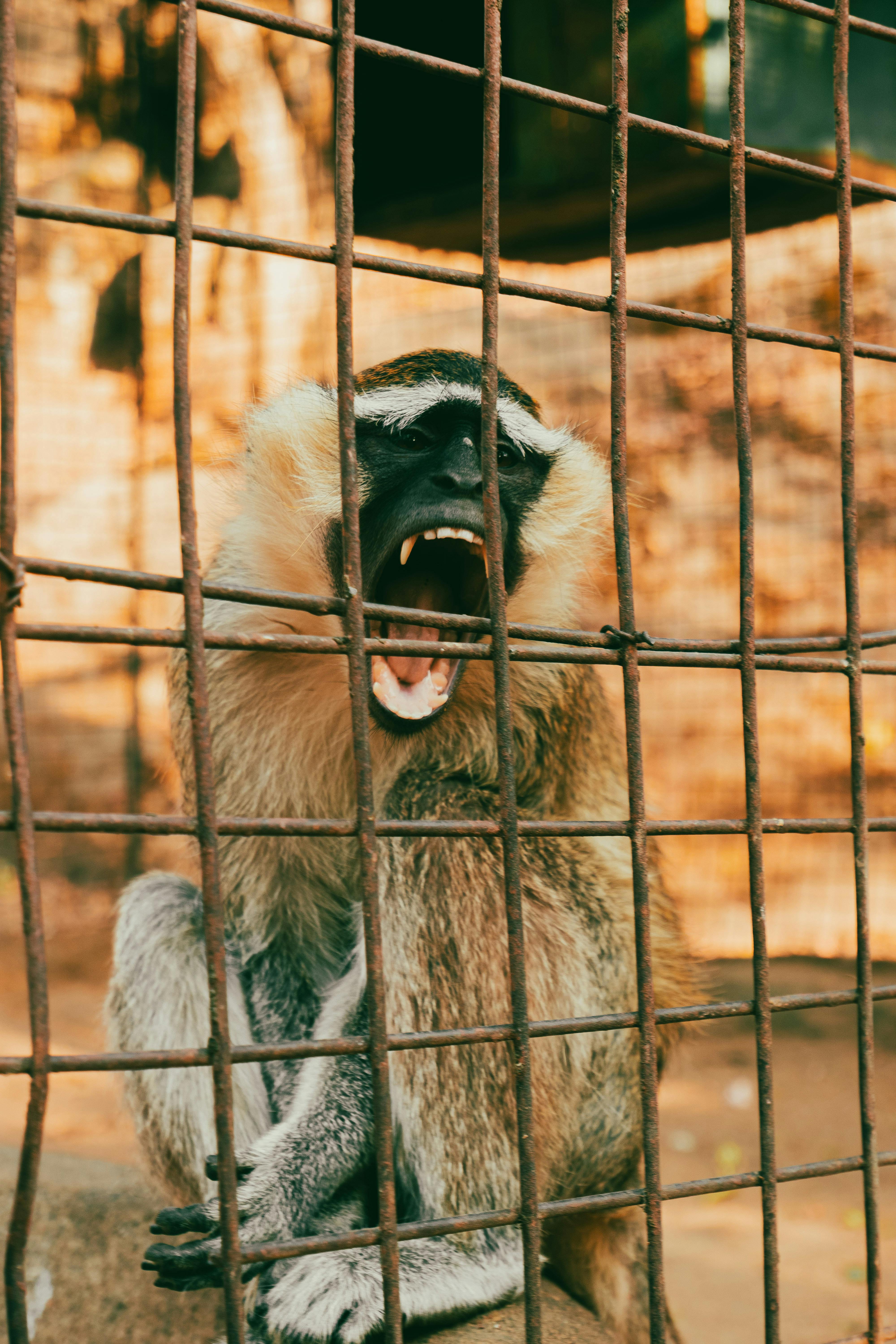 Captive Monkey in Nigerian Wildlife Park · Free Stock Photo