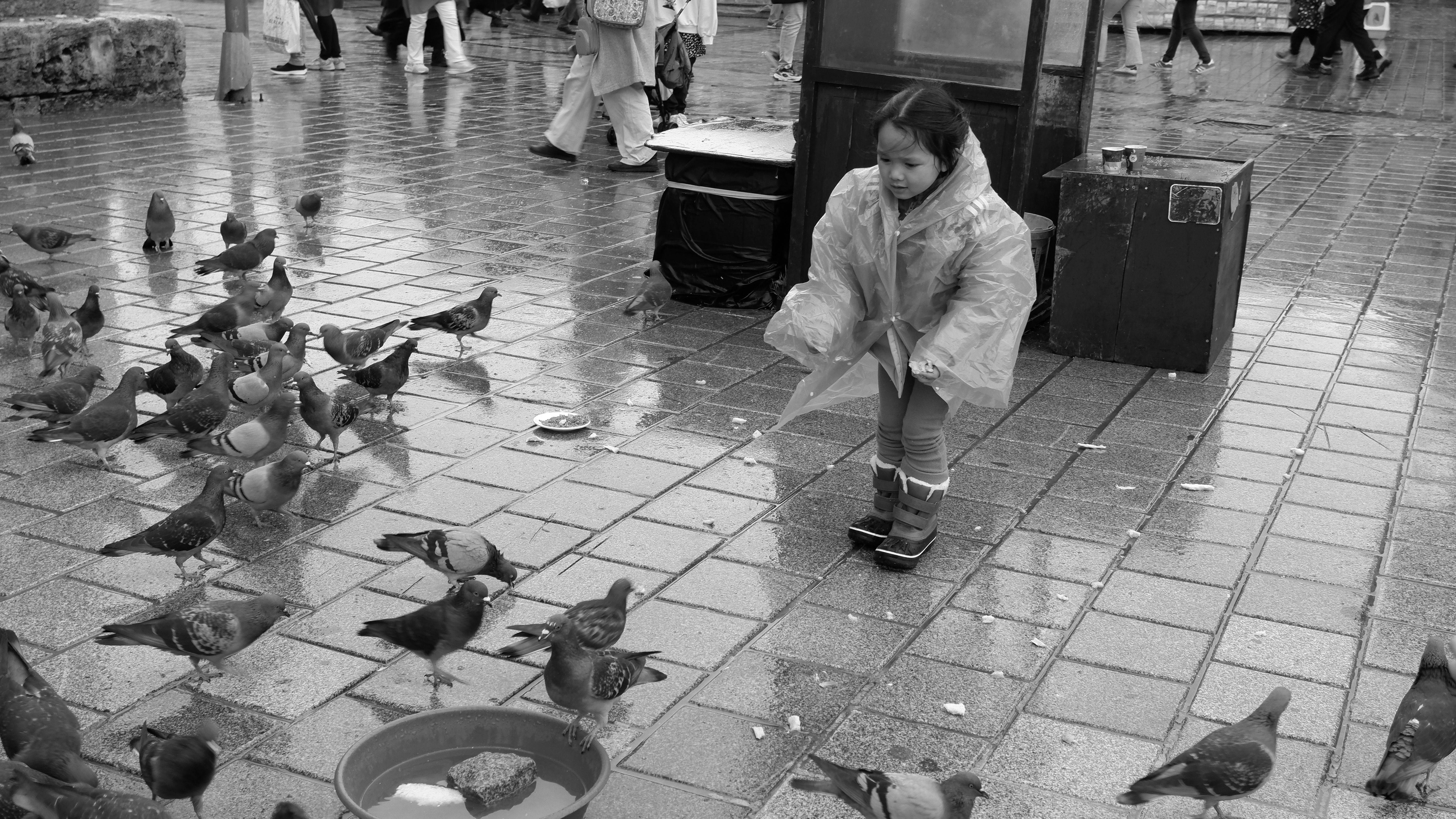 Pigeons Gathering Photos, Download The BEST Free Pigeons Gathering ...