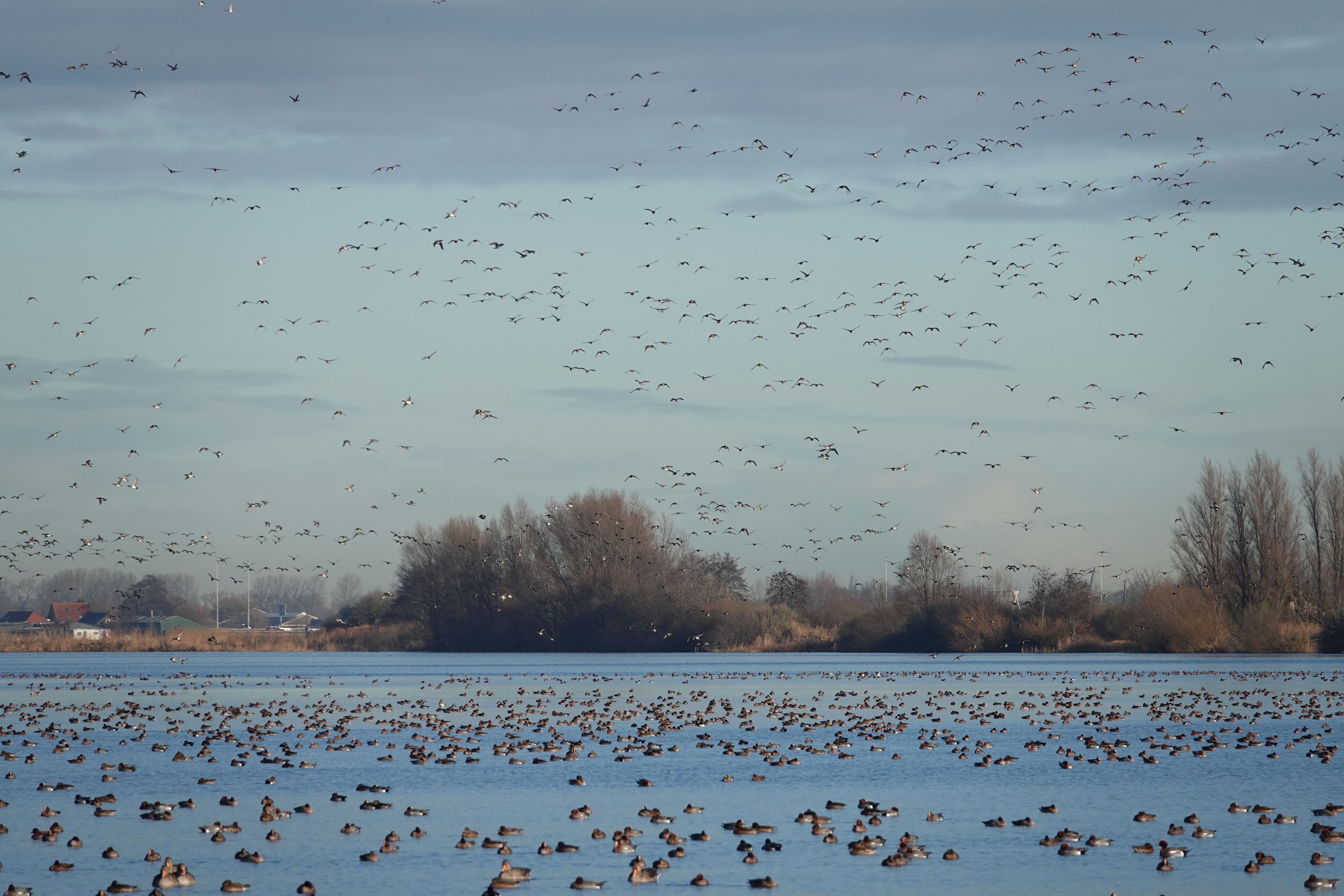 Tranquil Landscape of Birds on a Dutch Lake · Free Stock Photo