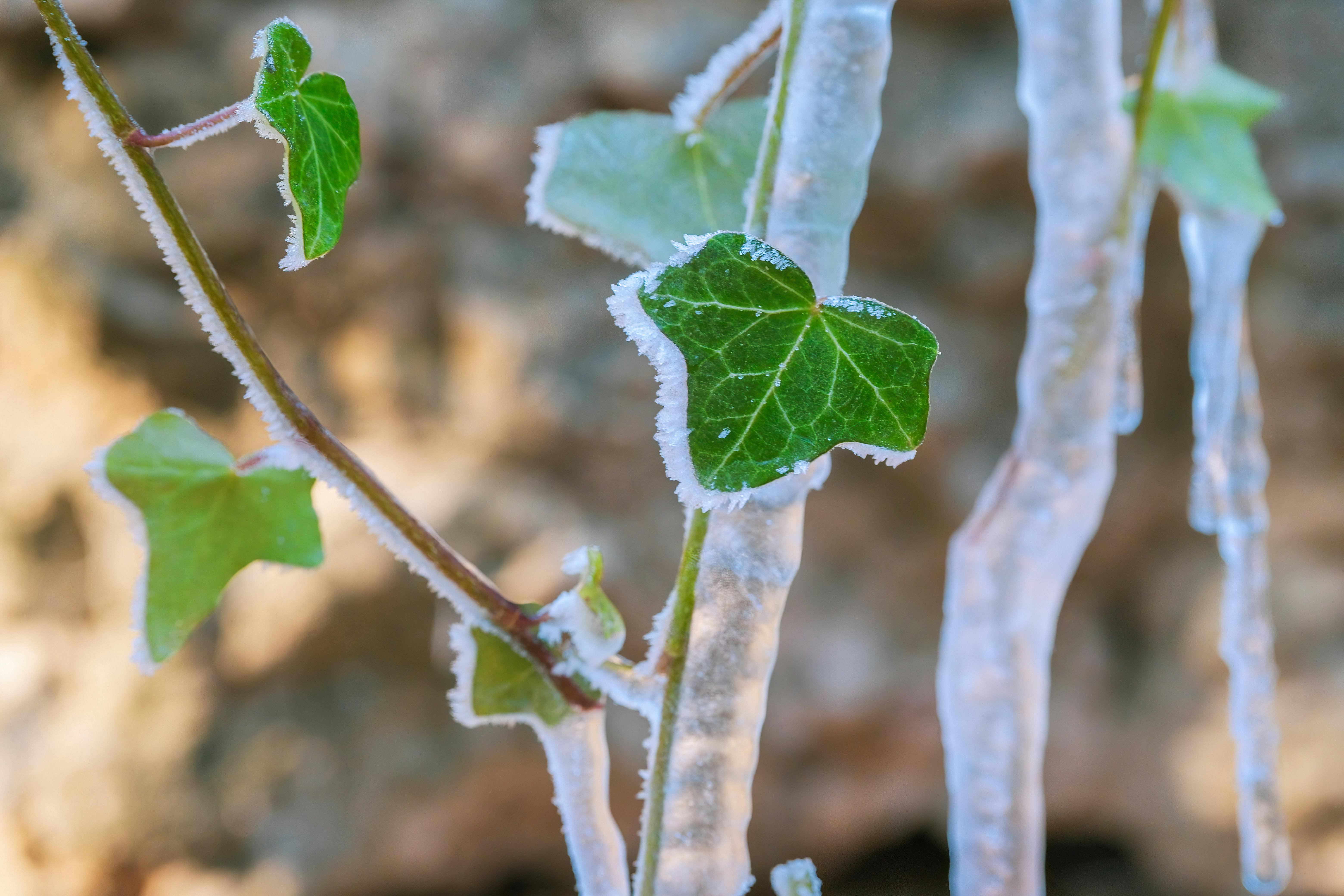 Frosted Plant Photos, Download The BEST Free Frosted Plant Stock Photos & HD Images