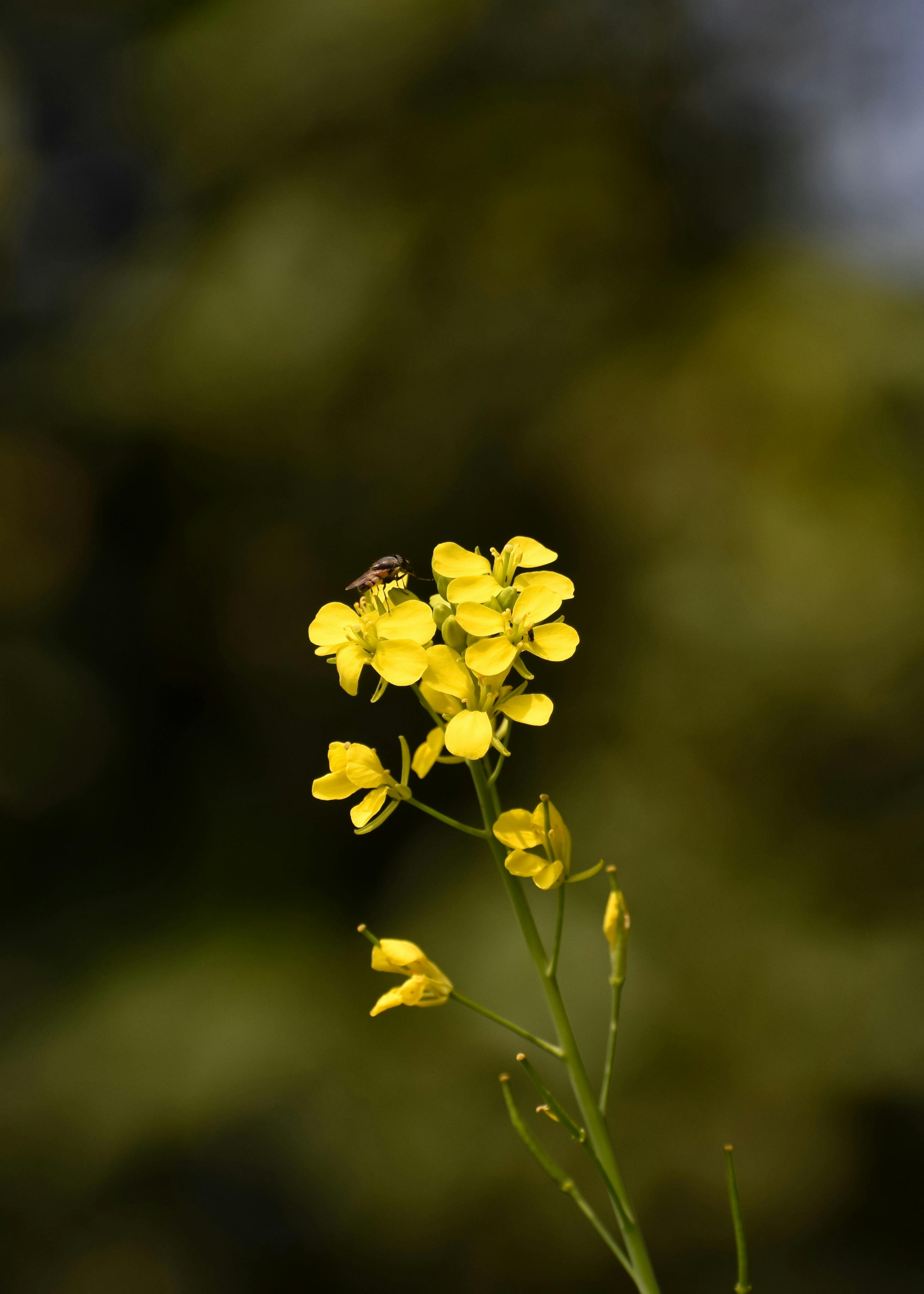 Yellow Mustard Flower with Insect Macro Shot · Free Stock Photo