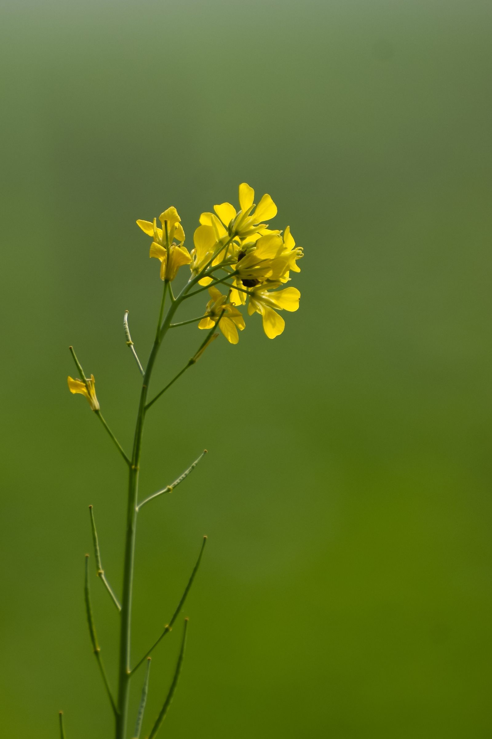 Mustard Plant Photos, Download The BEST Free Mustard Plant Stock Photos ...