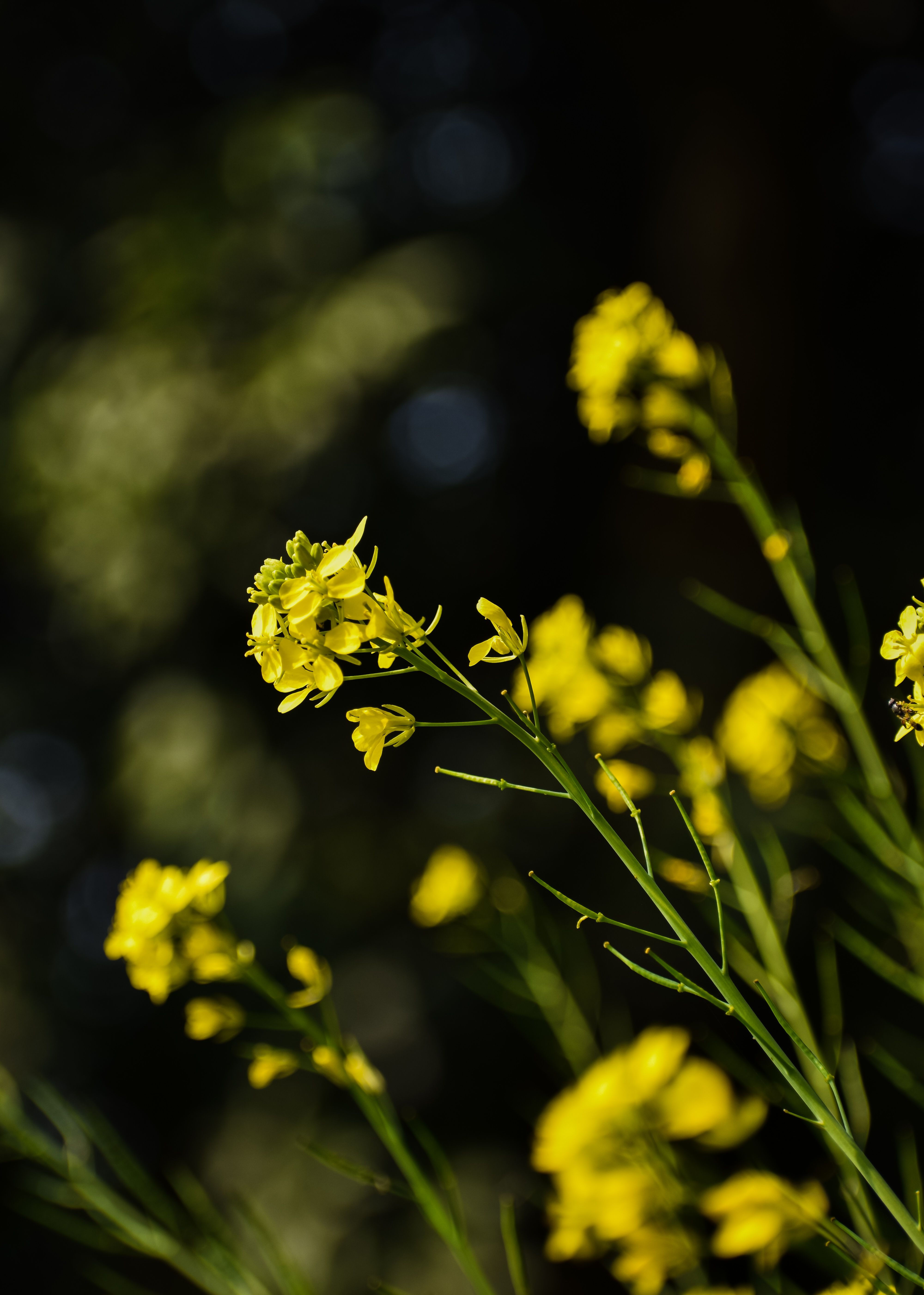 Memari Flowers Photos, Download The BEST Free Memari Flowers Stock ...