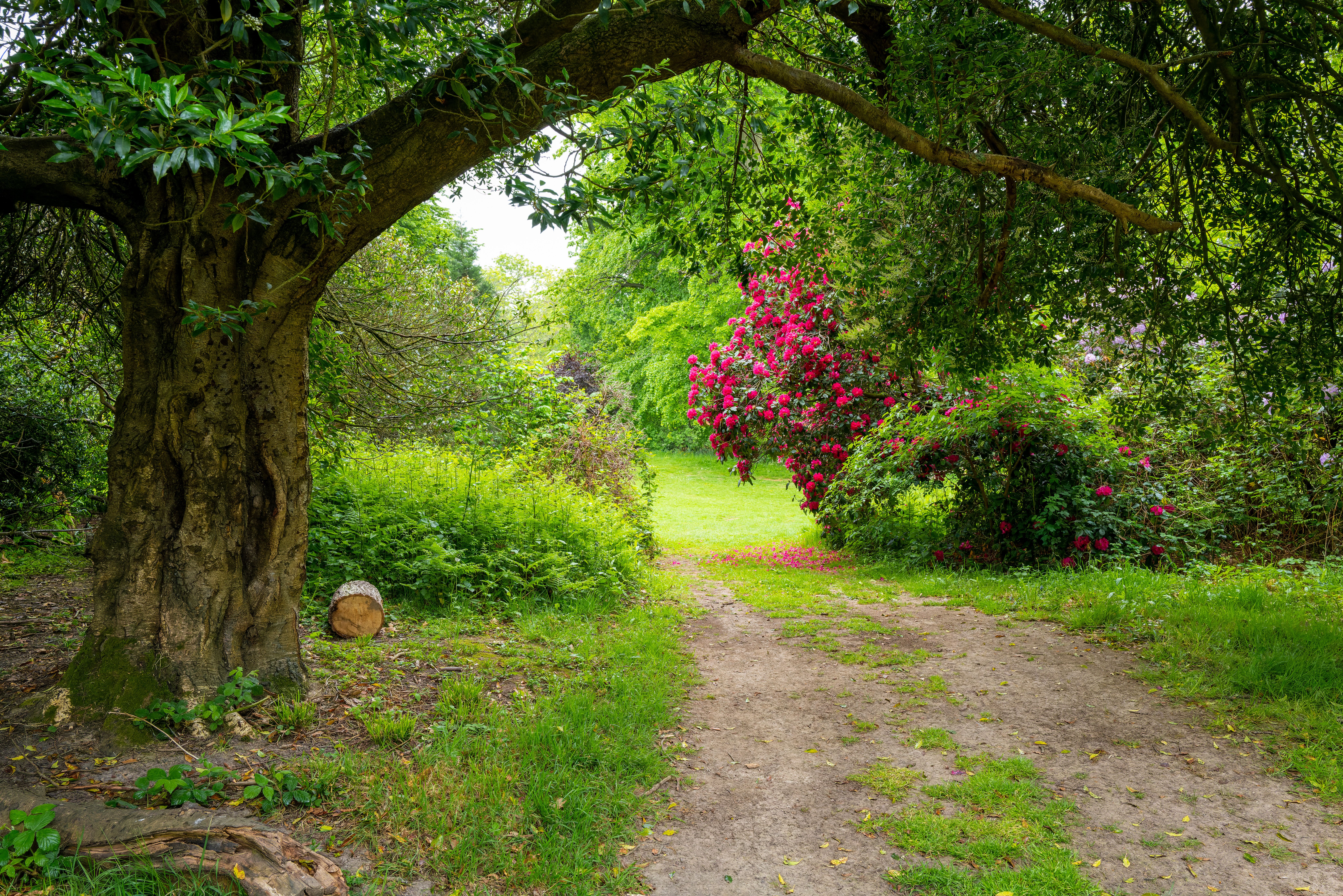 Lush English Garden Path with Blooming Flowers · Free Stock Photo