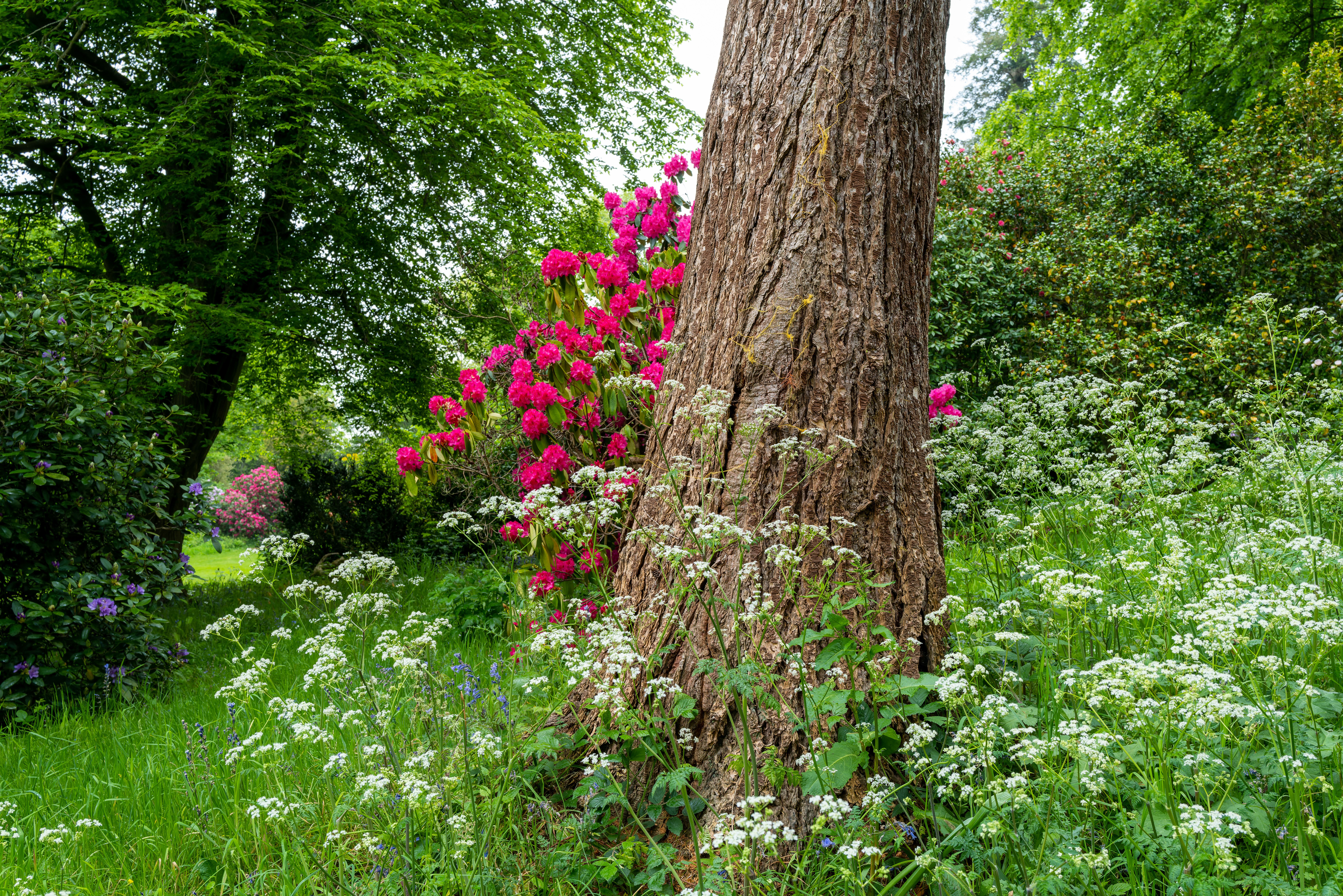 Lush Garden with Pink Rhododendrons and Tree Trunk · Free Stock Photo