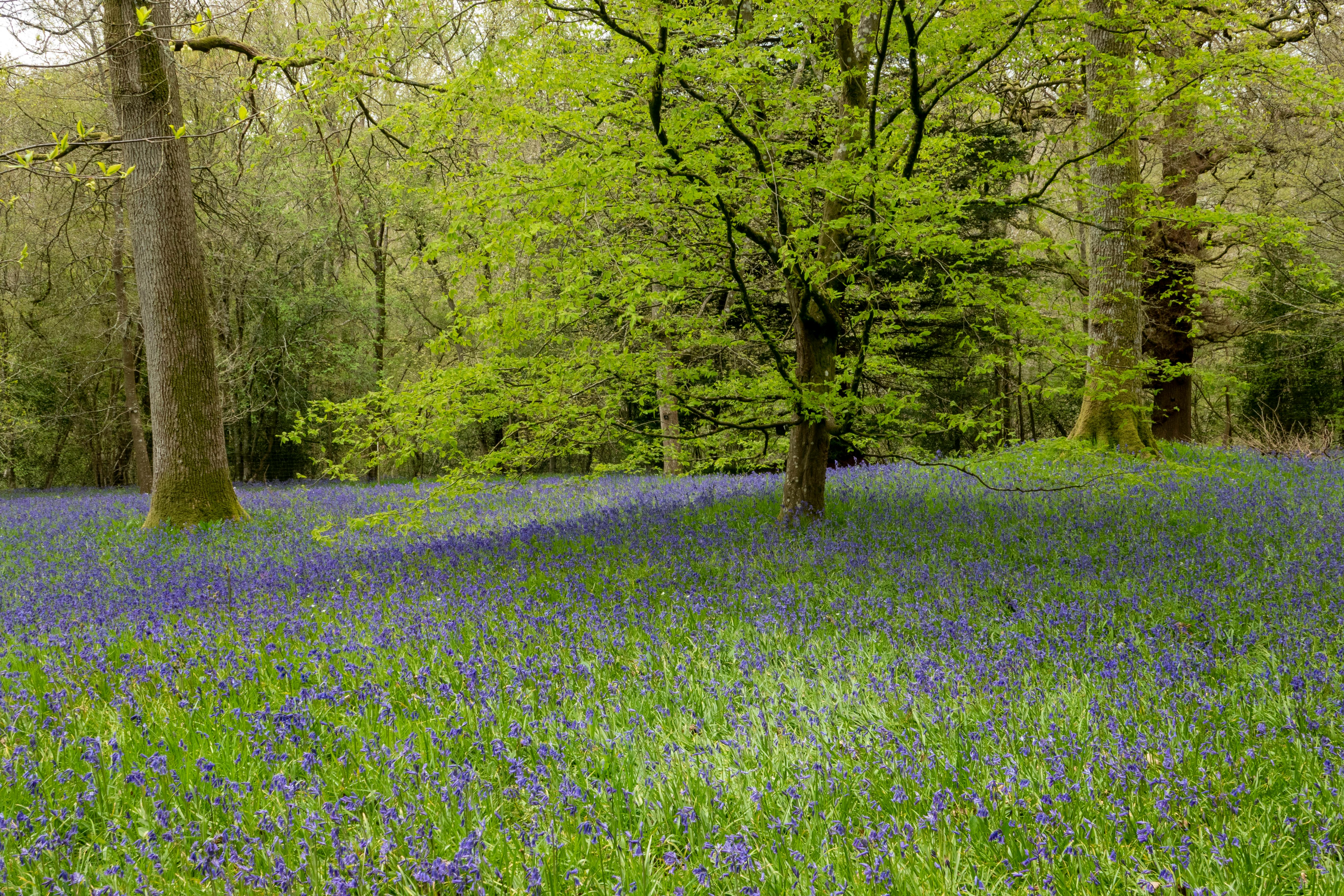 Verdant Flowers Photos, Download The BEST Free Verdant Flowers Stock ...