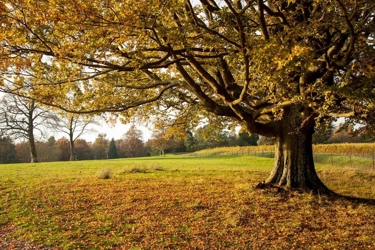 Oak Tree Photos, Download The BEST Free Oak Tree Stock Photos & HD Images