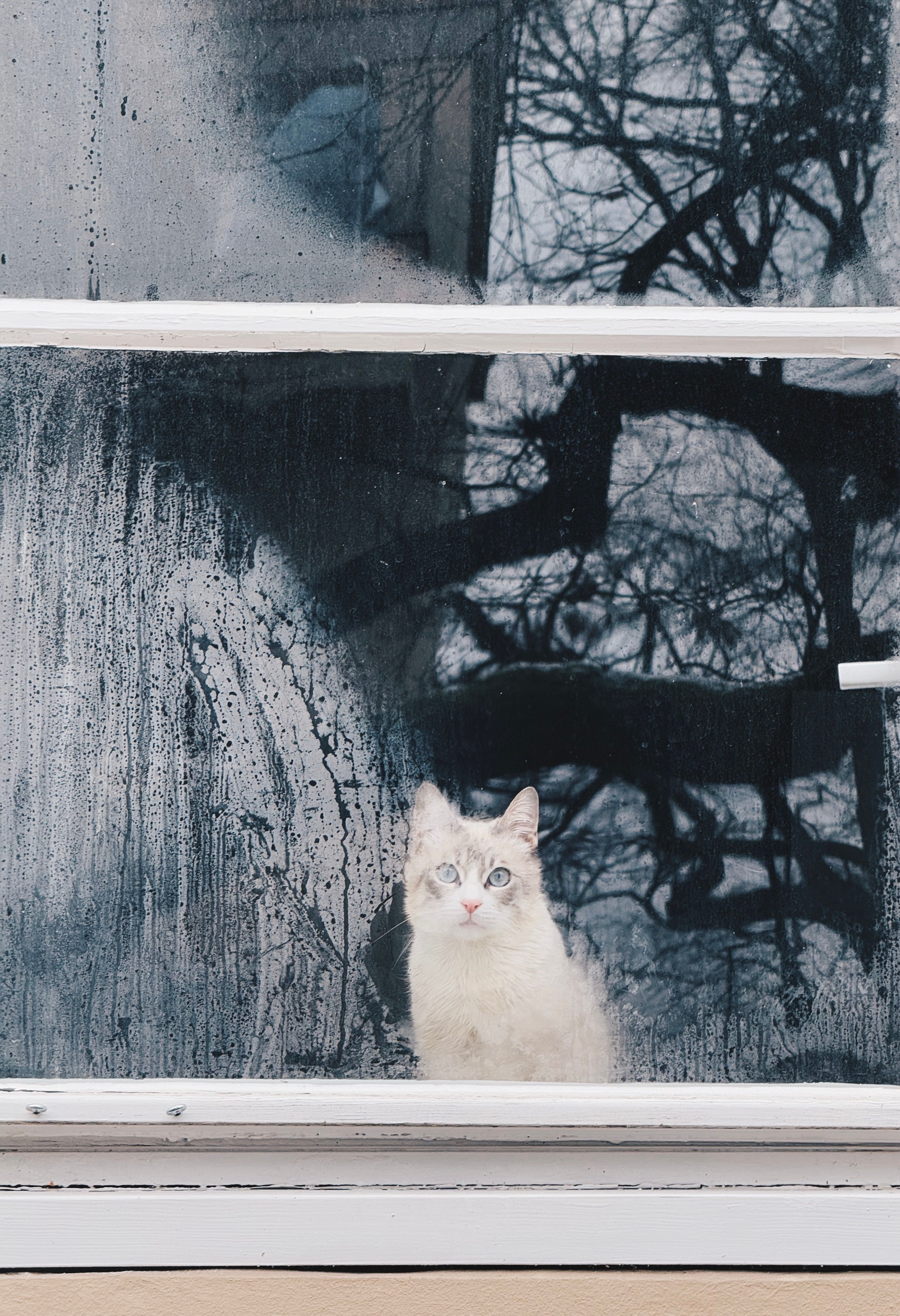 Cute Cat Looking Out of a Berlin Window · Free Stock Photo