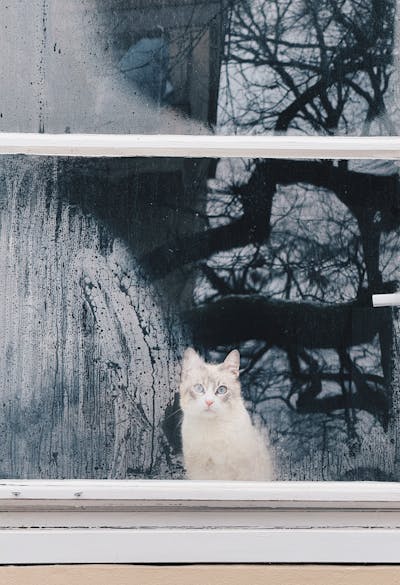 Cute Windows Wallpaper Photos, Download The BEST Free Cute Windows ...