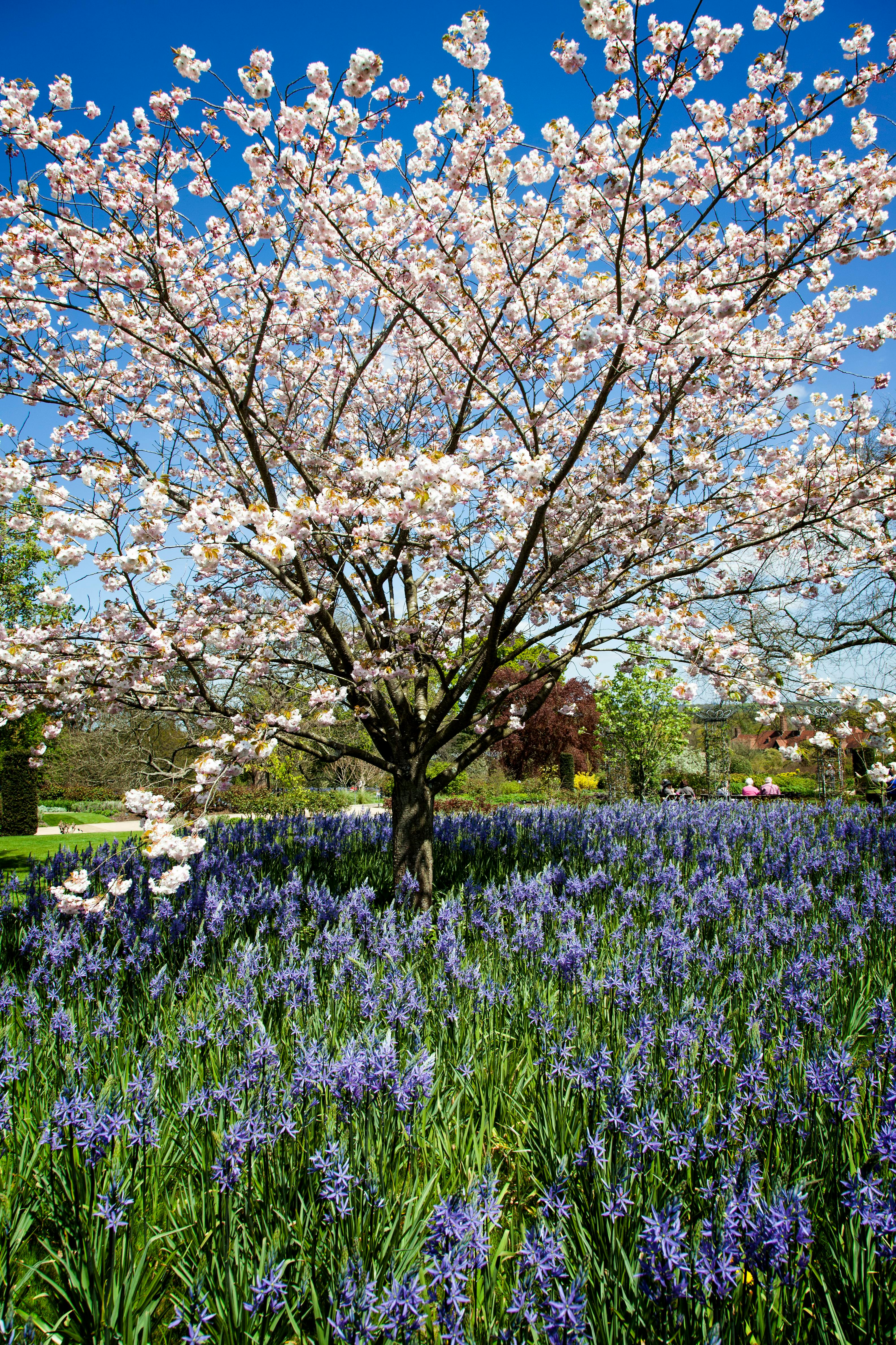 Springtime Blooms: Cherry Blossoms and Bluebells · Free Stock Photo
