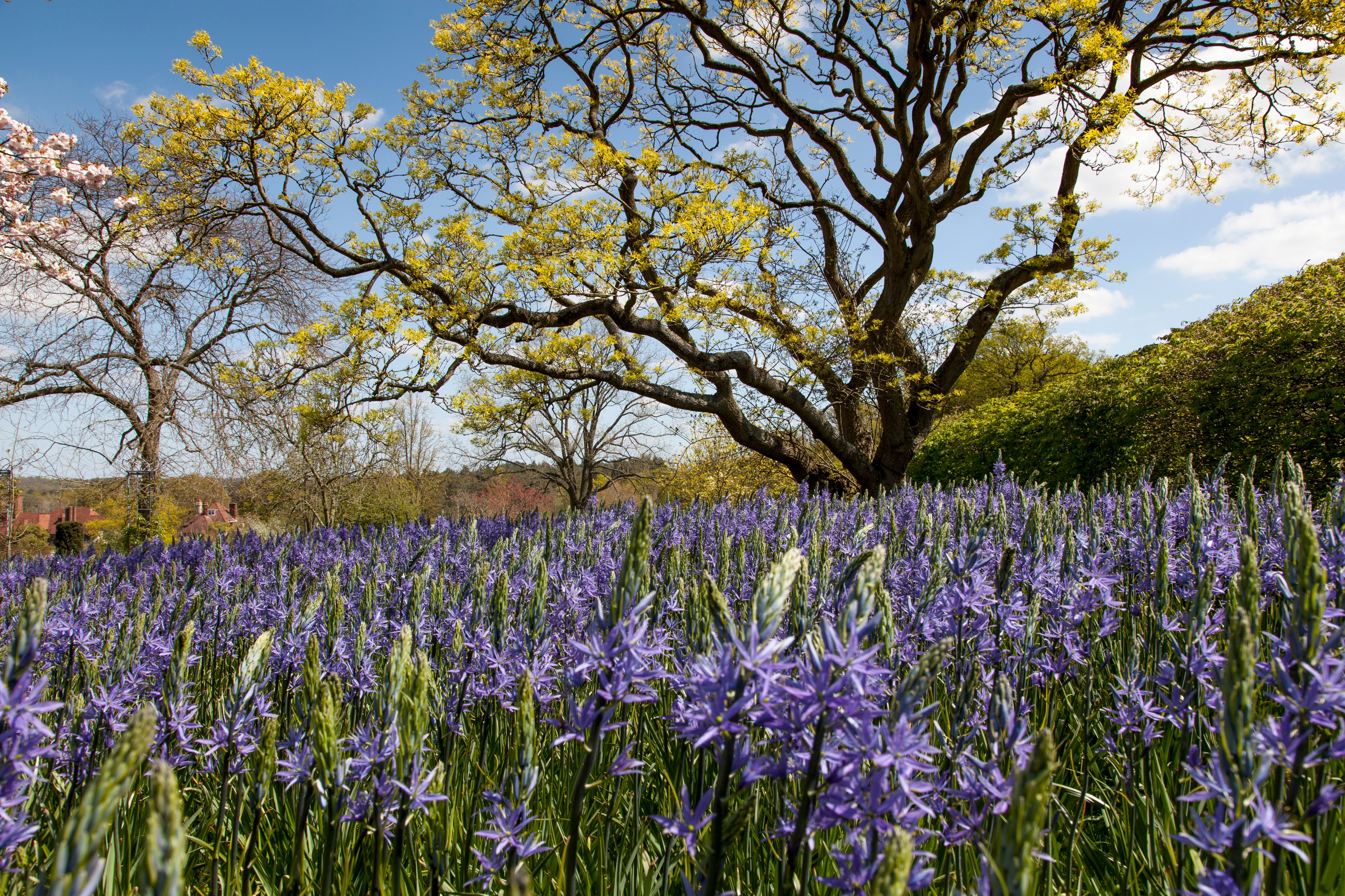 Serene Spring Meadow with Vibrant Blue Flowers · Free Stock Photo