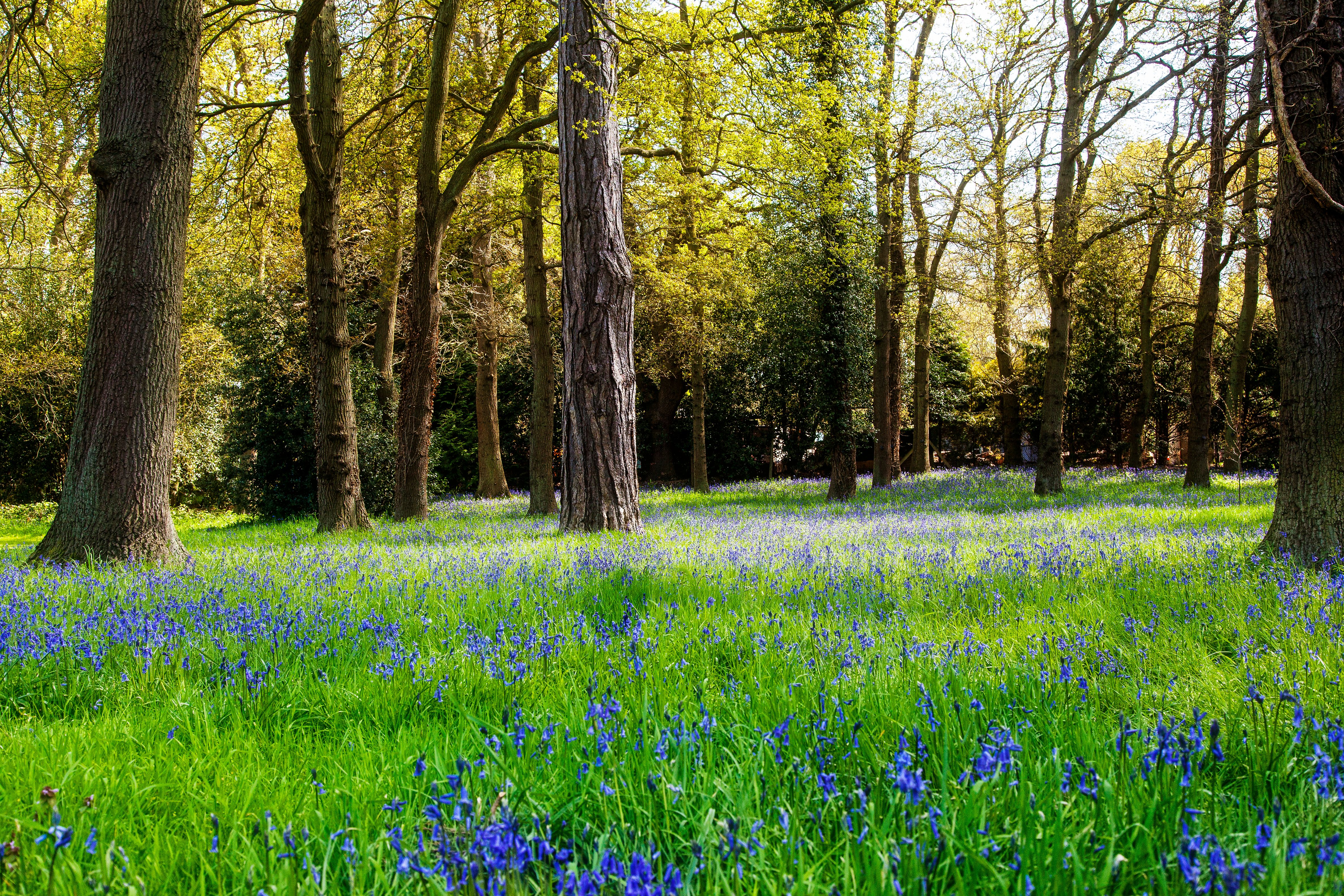 Bluebell Woodland in Spring with Sunlight · Free Stock Photo