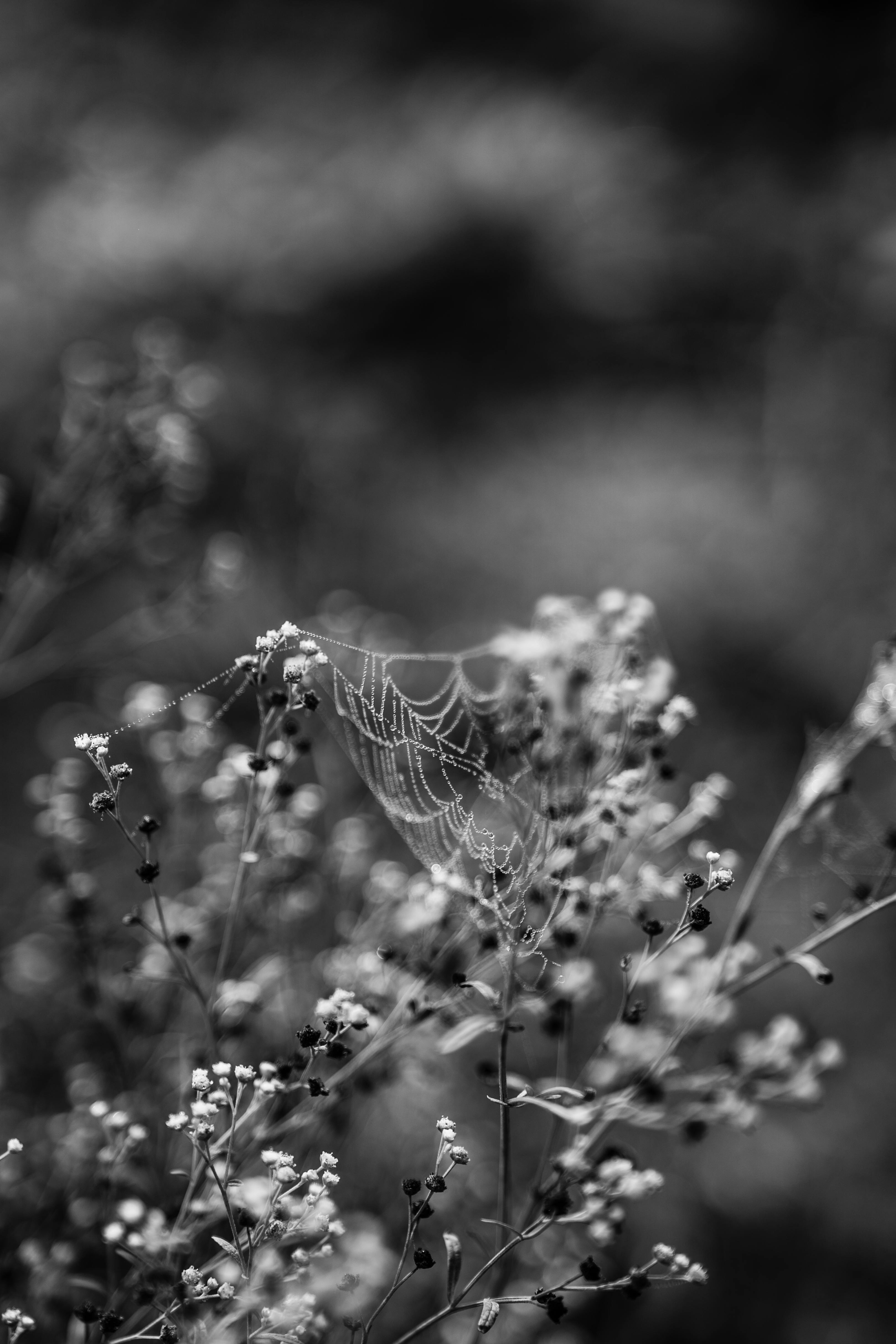 Melt Web Photos, Download The BEST Free Melt Web Stock Photos & HD Images