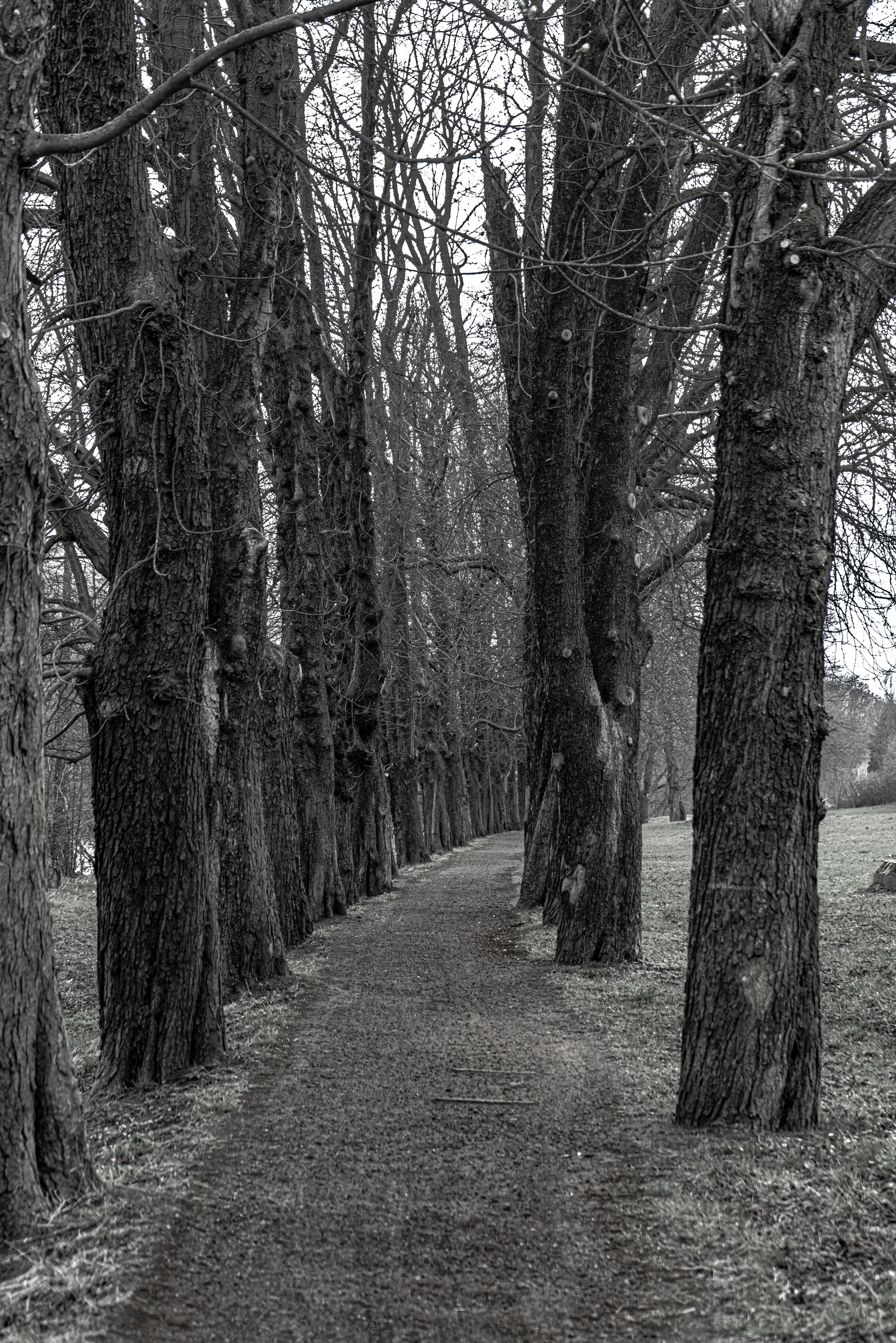 Serene Pathway Through Bare Linden Trees in Winter · Free Stock Photo