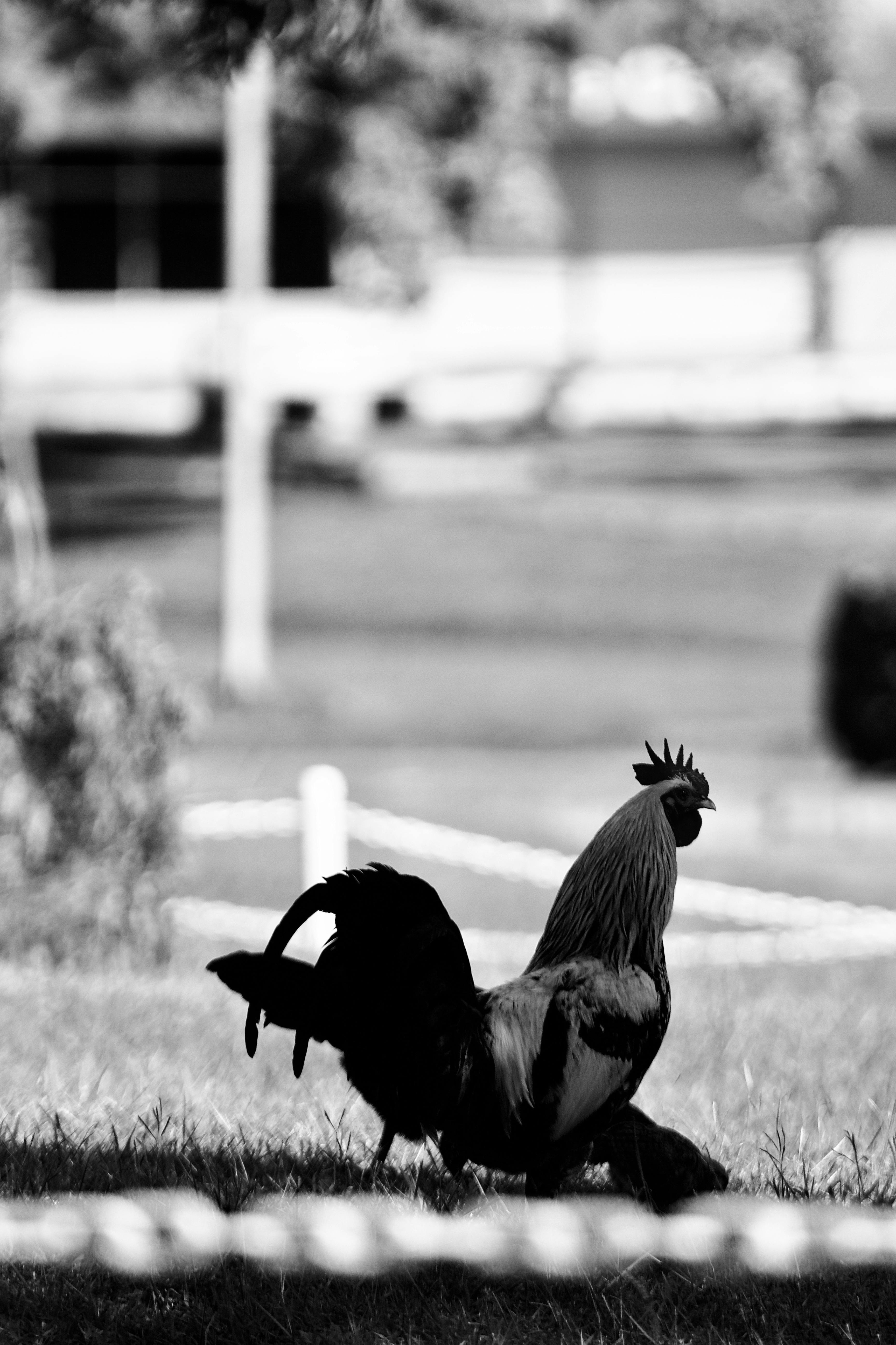 Chicken Animated Photos, Download The BEST Free Chicken Animated Stock ...