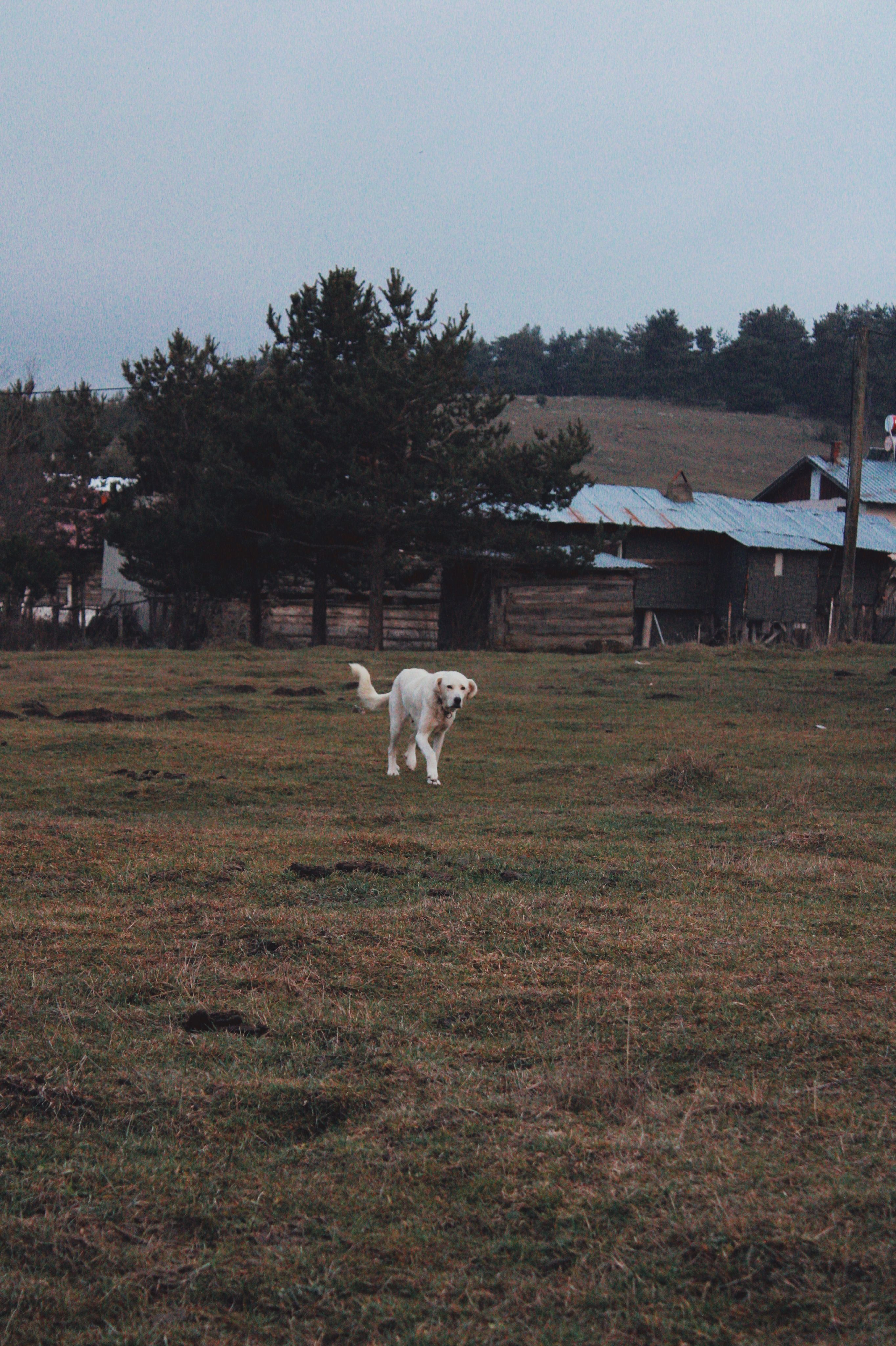 Rustic Countryside Scene with Dog in Field · Free Stock Photo