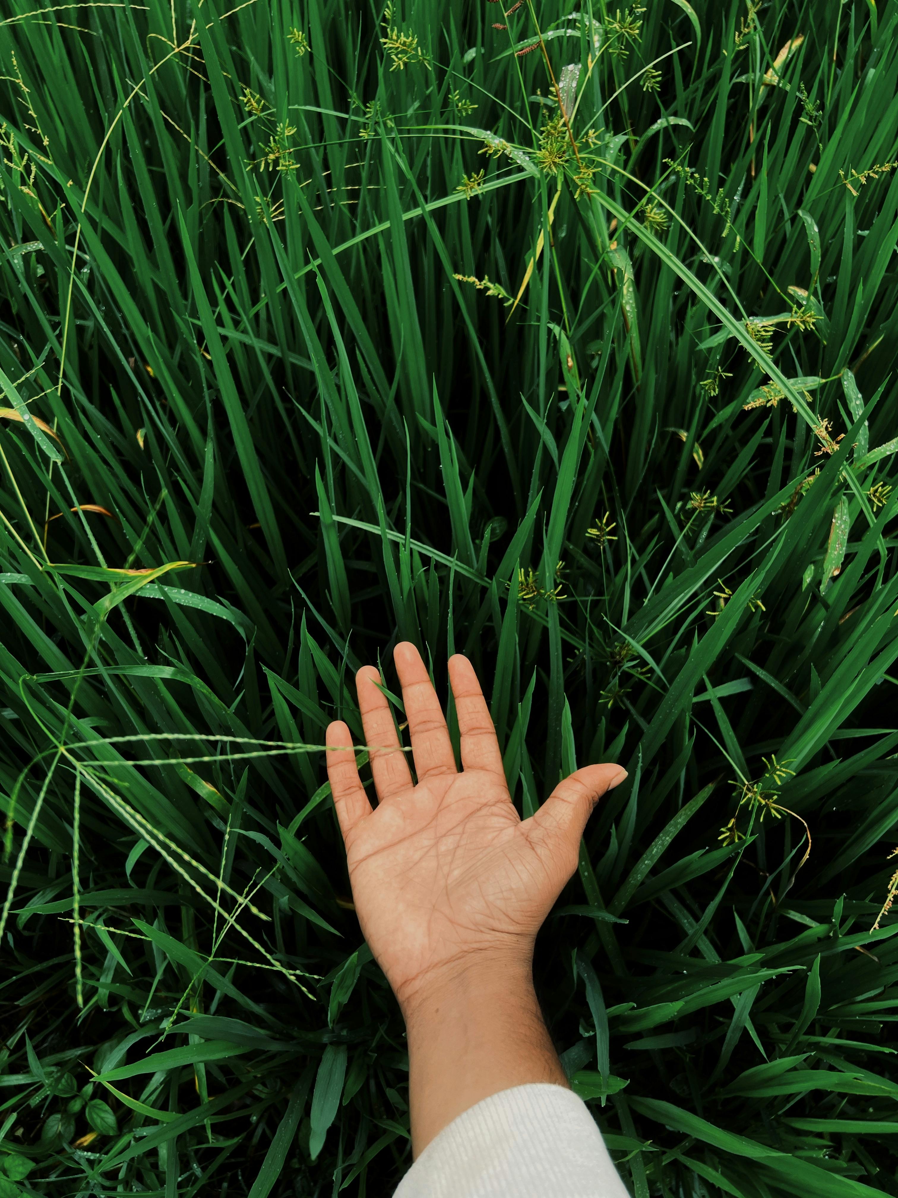 Hand Reaching into Lush Green Grass Blades · Free Stock Photo