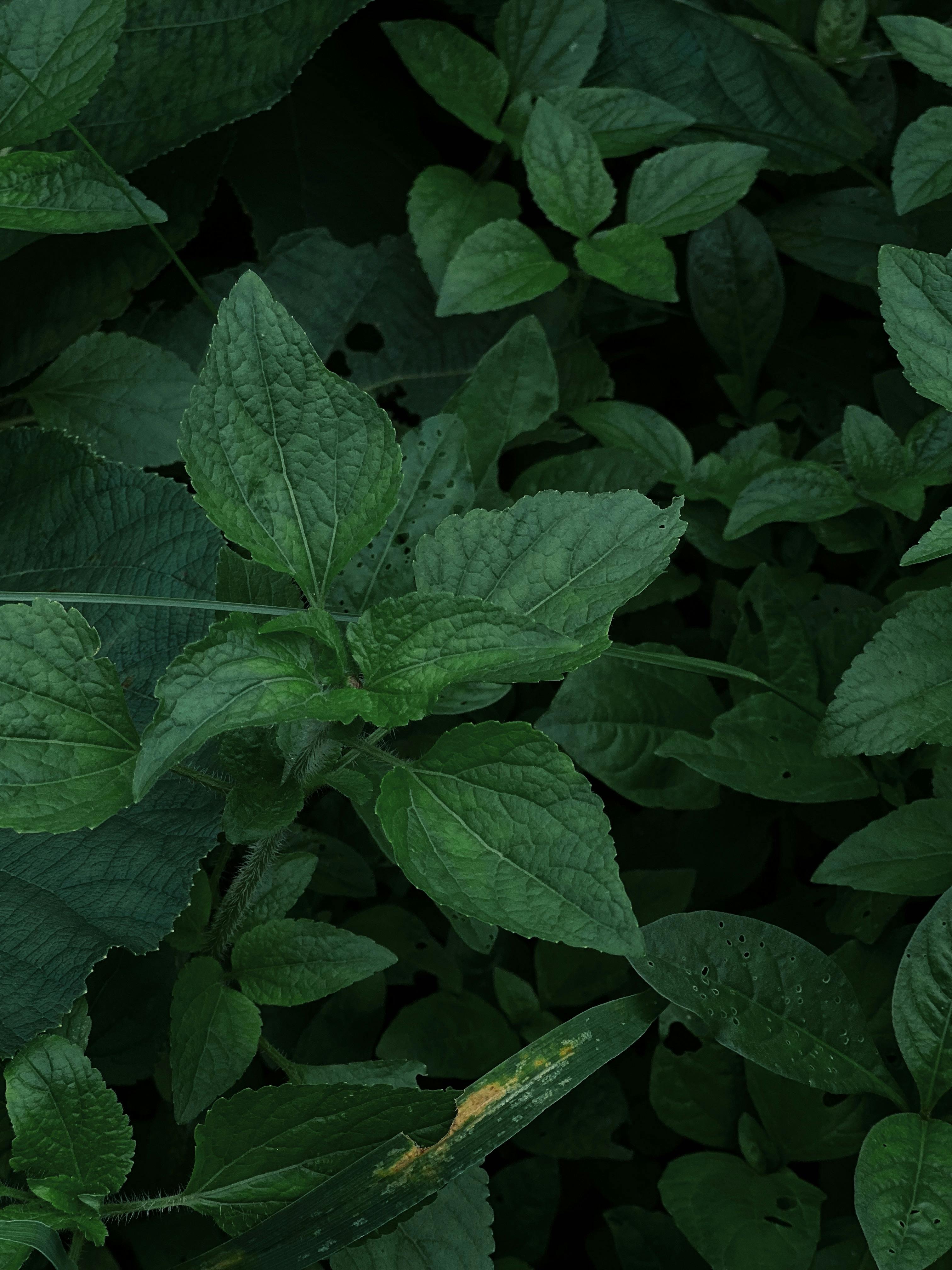 Photo of Plants On Sand · Free Stock Photo