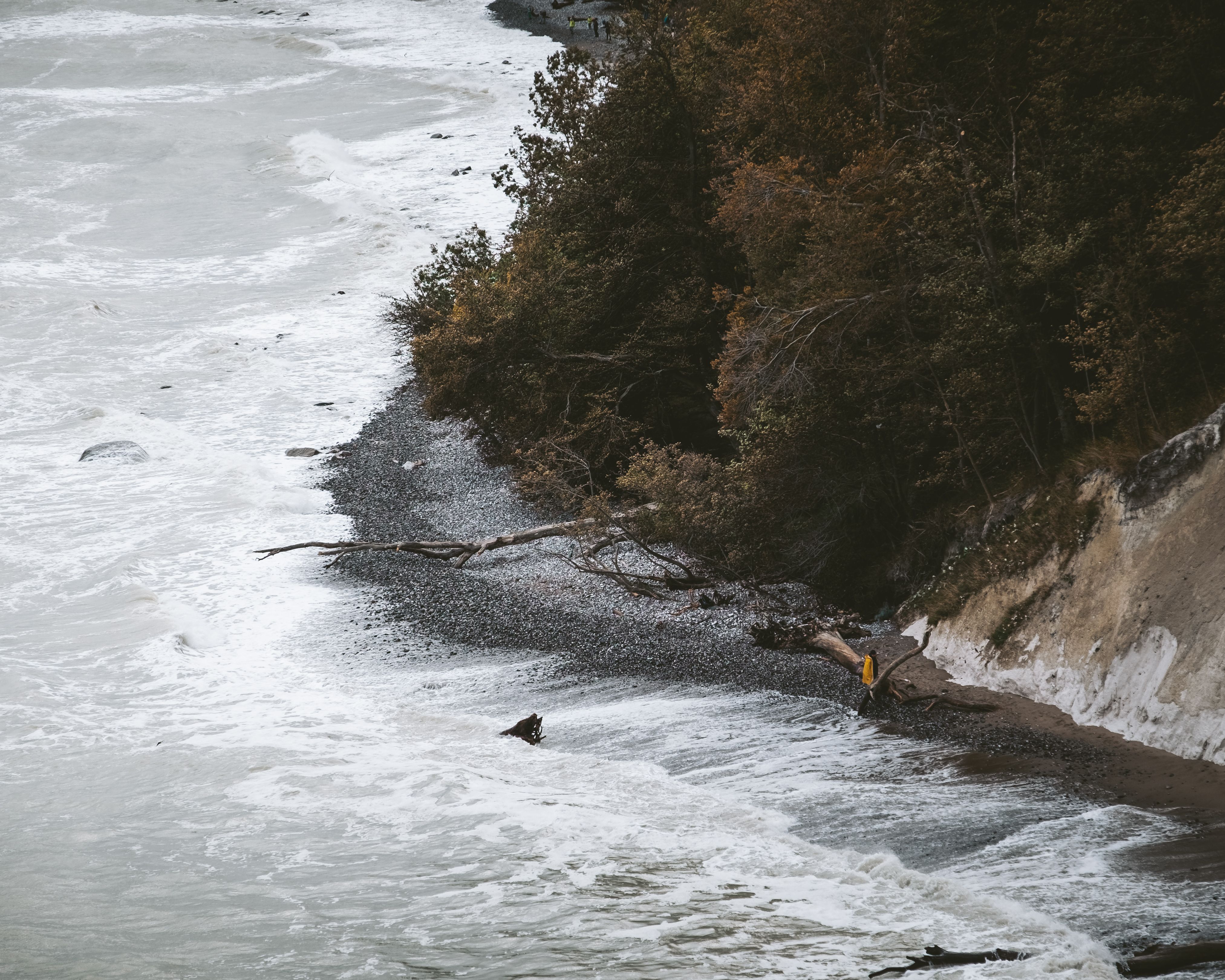 Coastal Landscape with Autumn Forest and Waves · Free Stock Photo