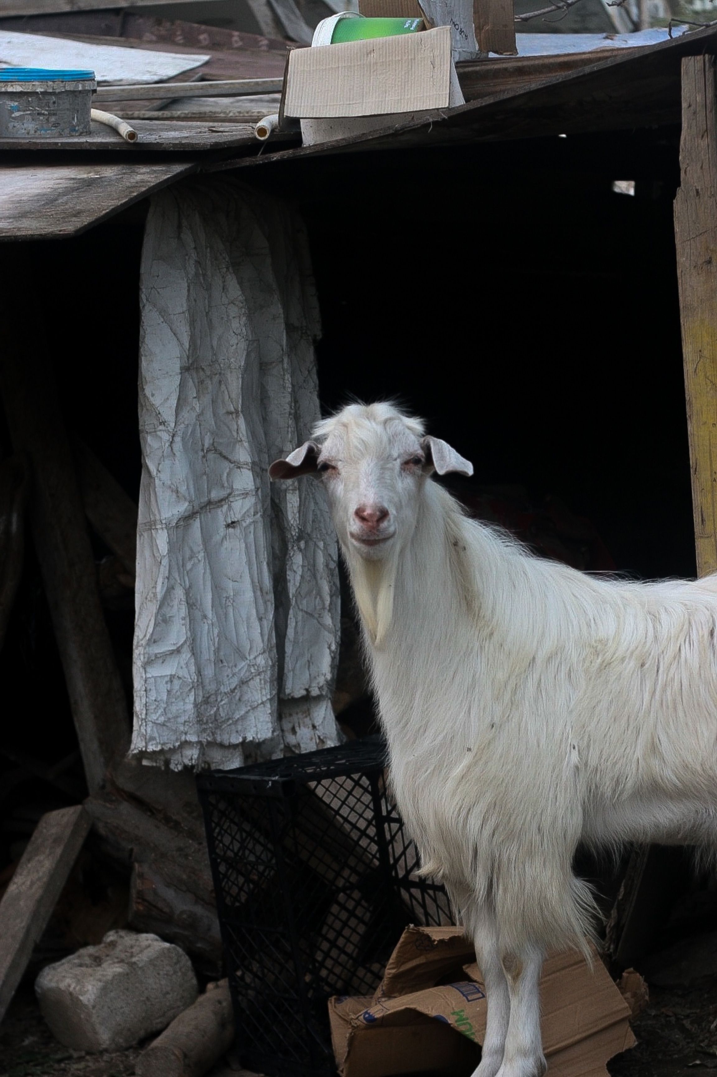 Goat Semasi Photos, Download The BEST Free Goat Semasi Stock Photos ...