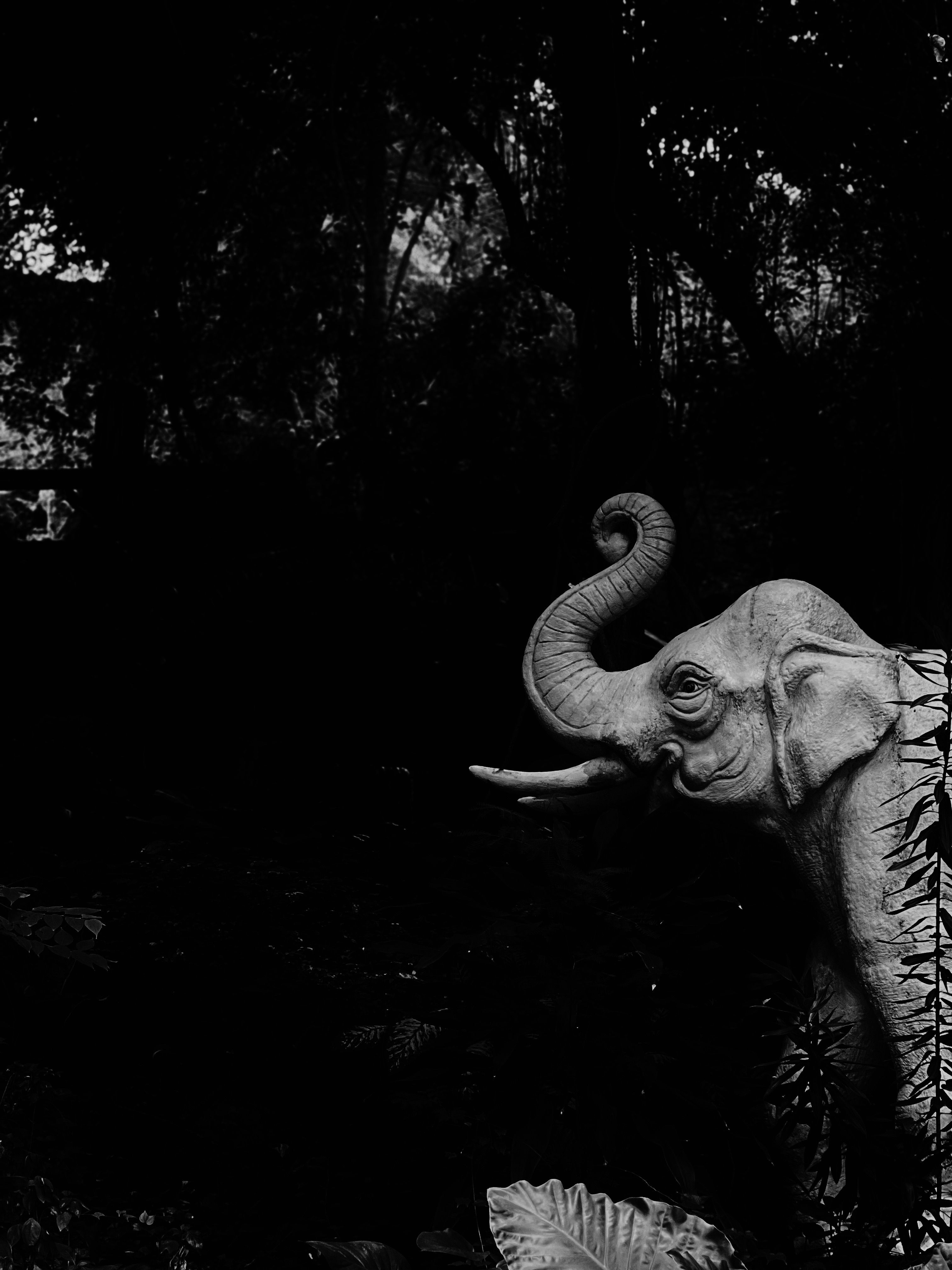 Elephants Dark Photos, Download The BEST Free Elephants Dark Stock ...