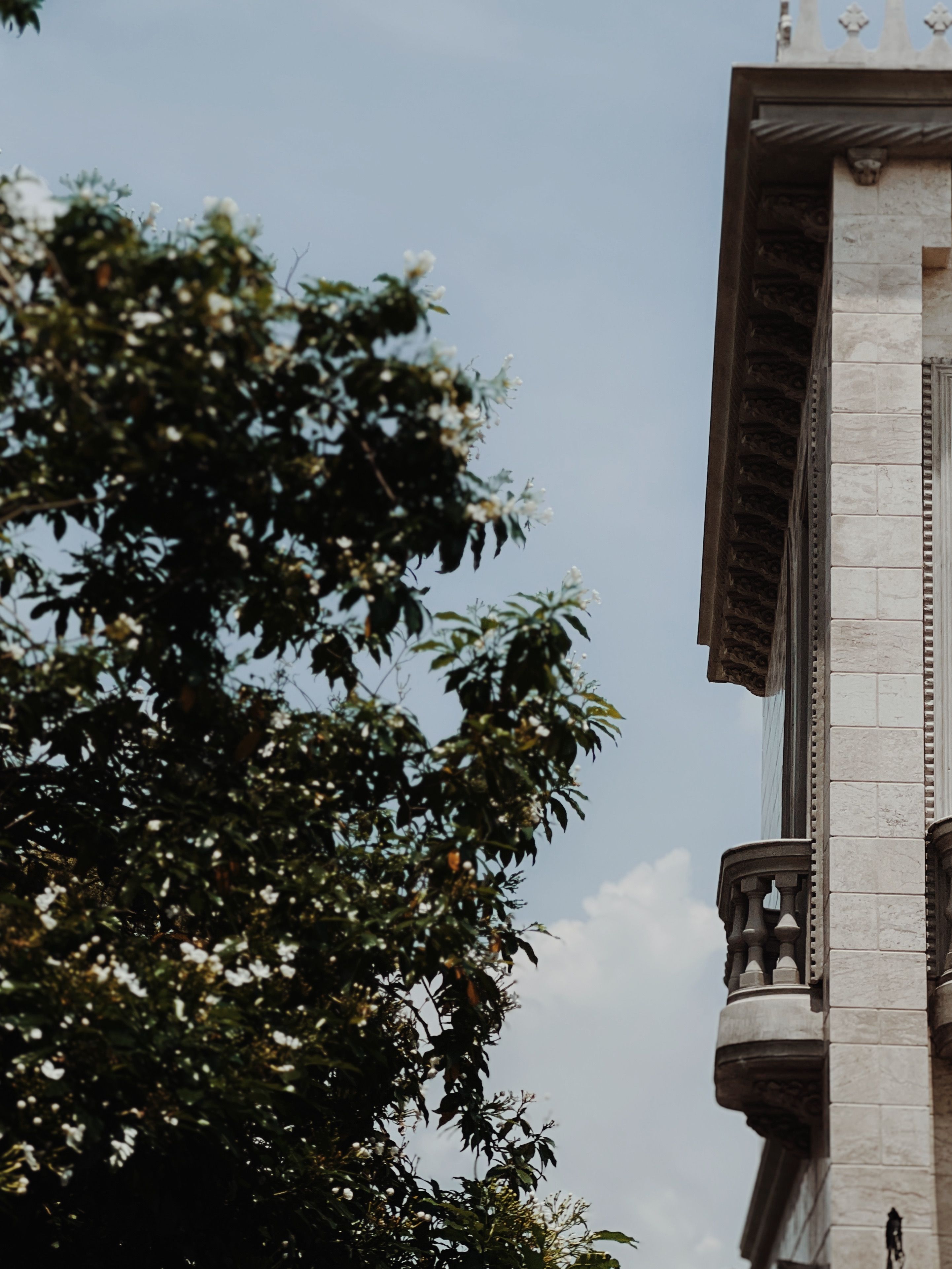 Elegant Historic Balcony and Blossoming Tree · Free Stock Photo