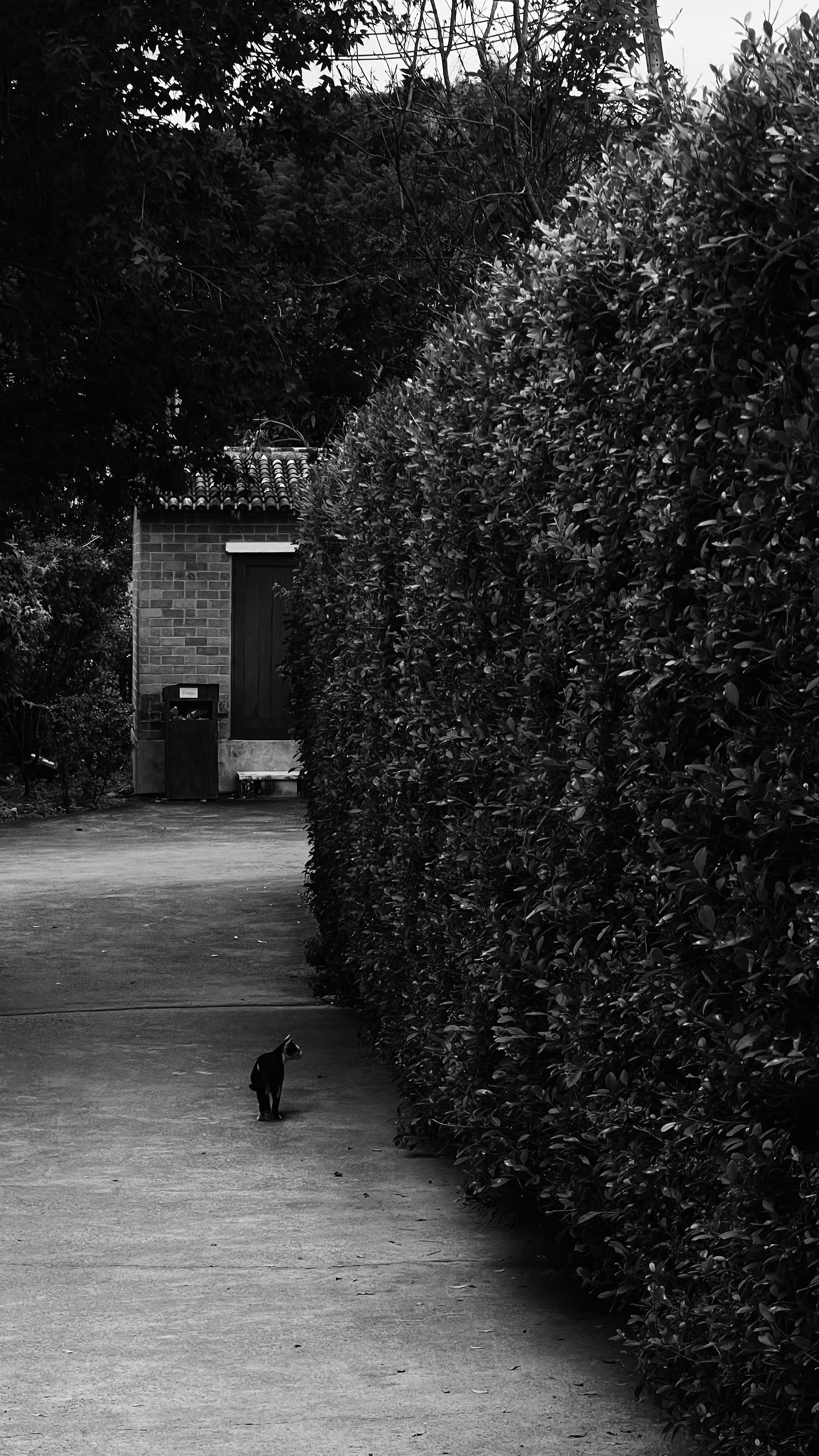 Black Cat on Path Beside Tall Hedge in Black and White · Free Stock Photo