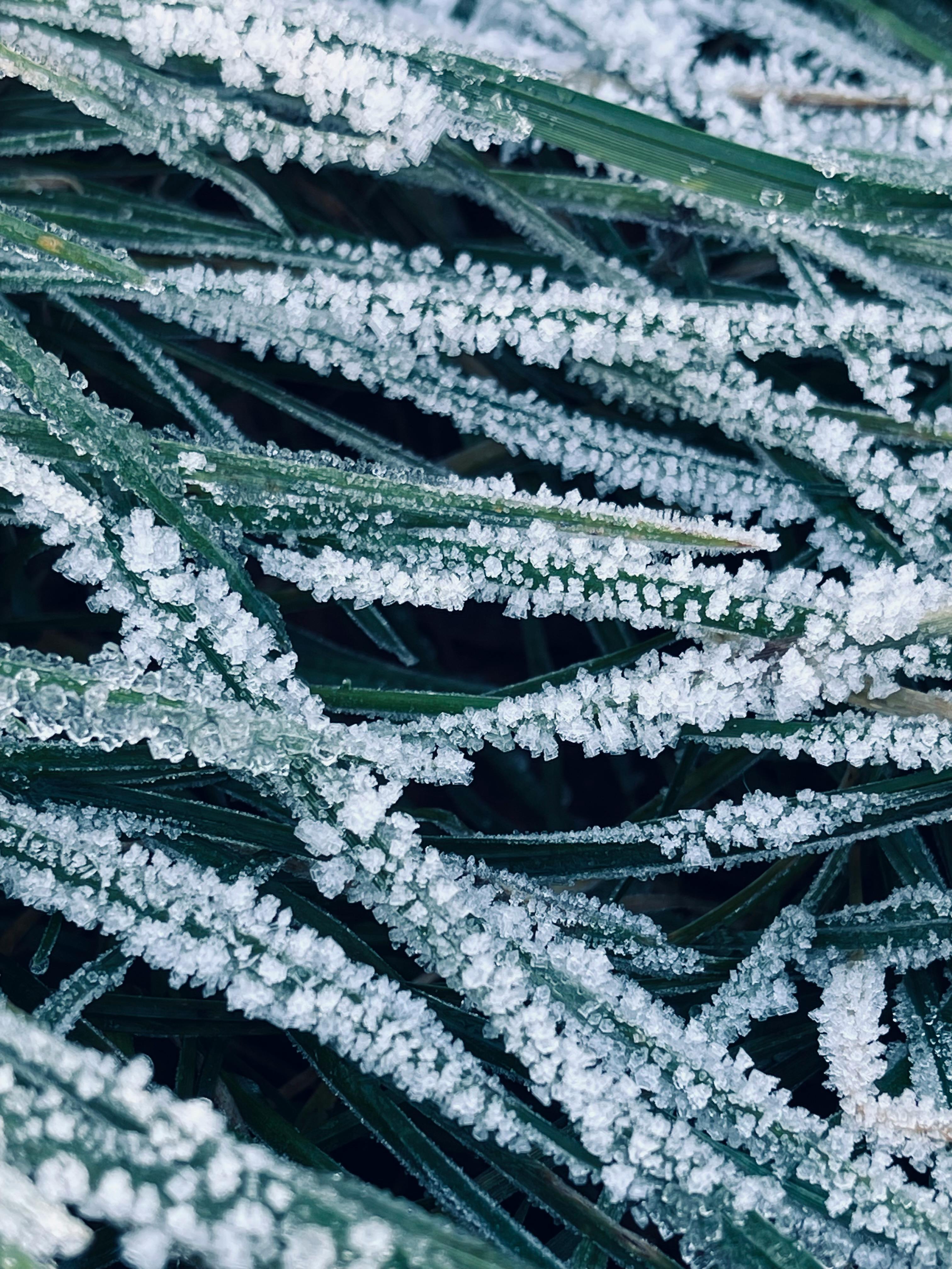 Close-Up of Frost-Covered Grass Blades · Free Stock Photo