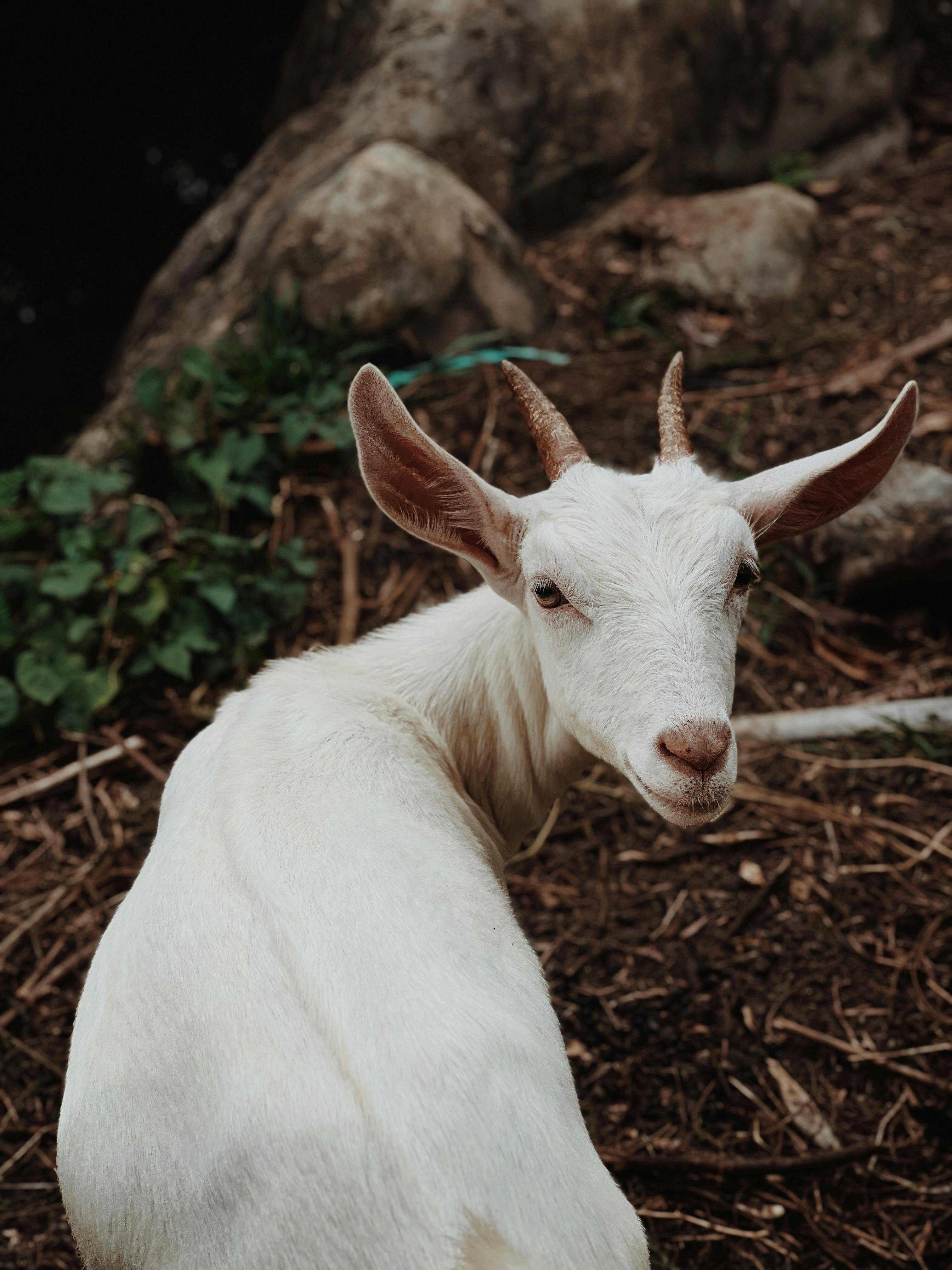 White Goat in Natural Setting Turning Back · Free Stock Photo