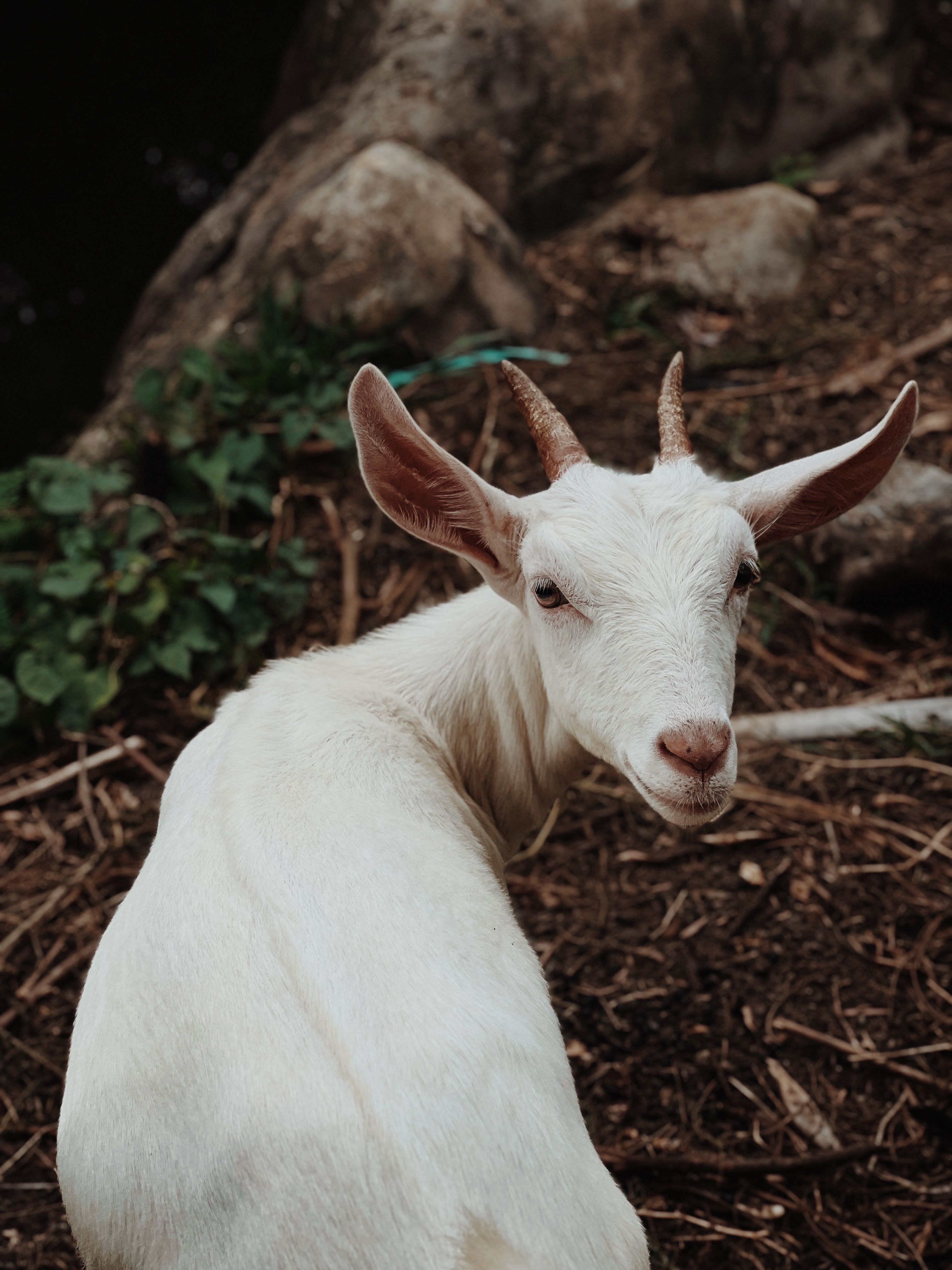 White Goat in Natural Setting Turning Back · Free Stock Photo