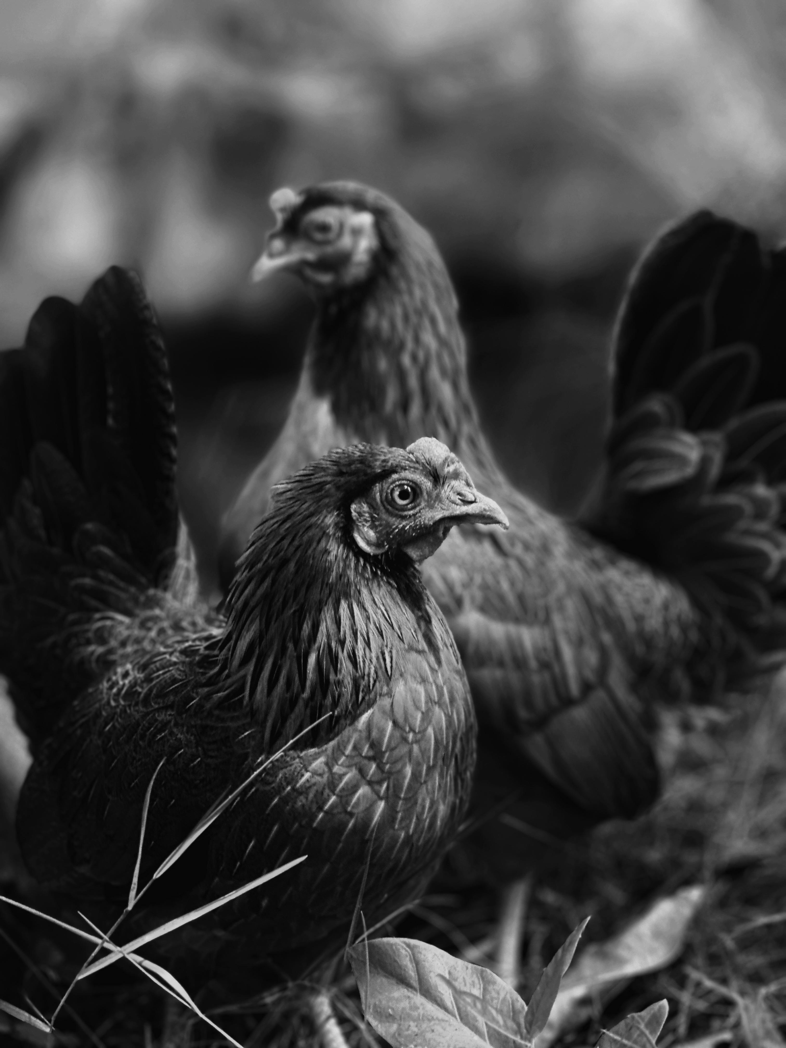 Two Birds Chirping Photos, Download The BEST Free Two Birds Chirping ...