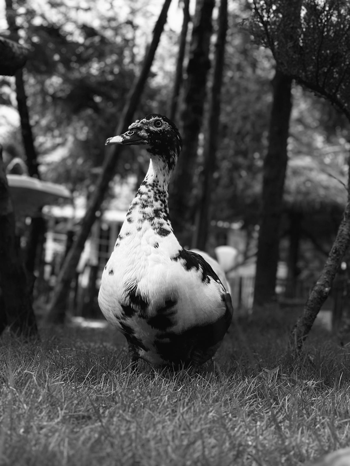 Bing+AI+Chho+Suc+Chhok+Chho+Su+C+Chhoh+Duck+C+Chhohuckh+Duckodubo ...