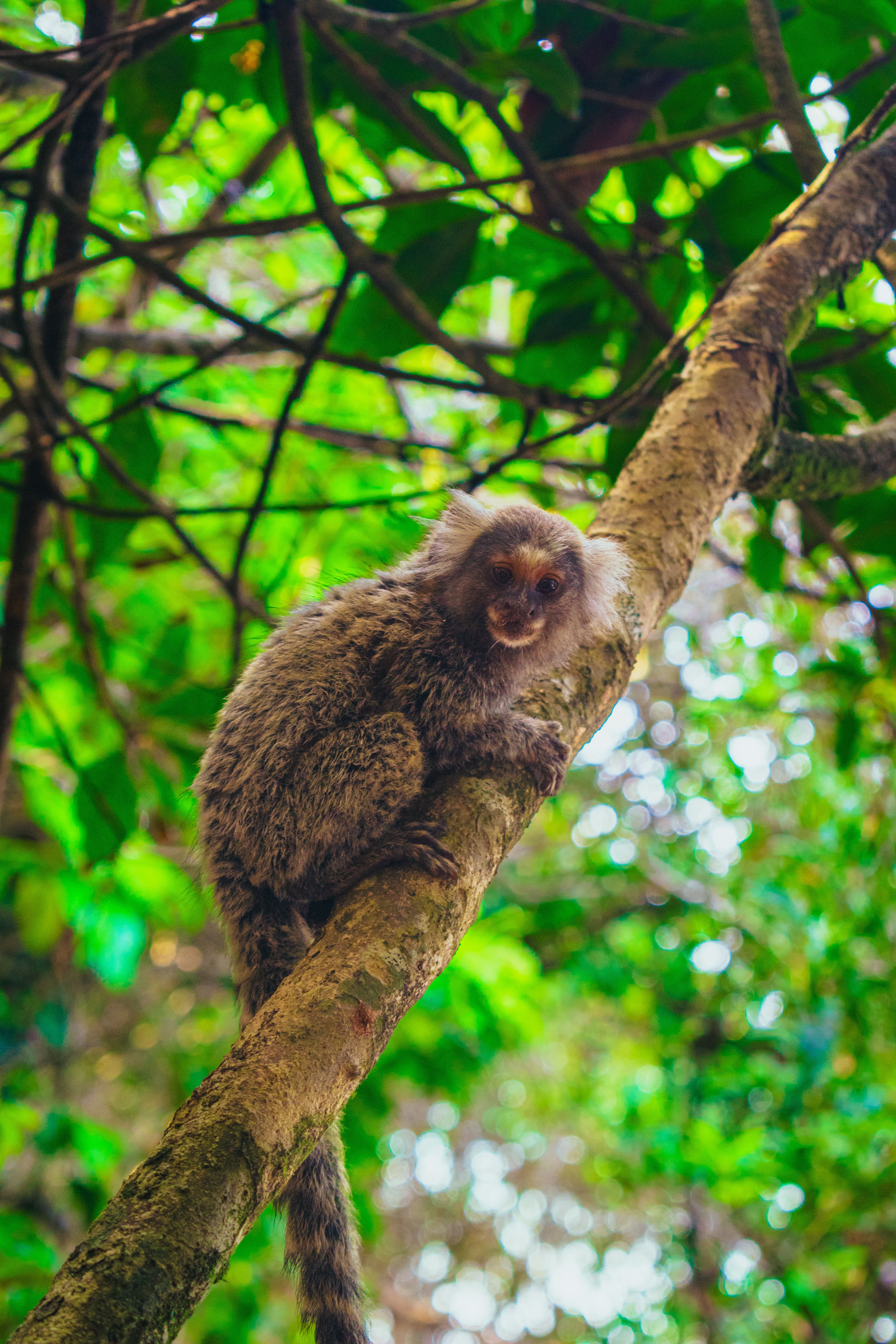 Common Marmoset on a Tree Branch at Pipa Beach · Free Stock Photo