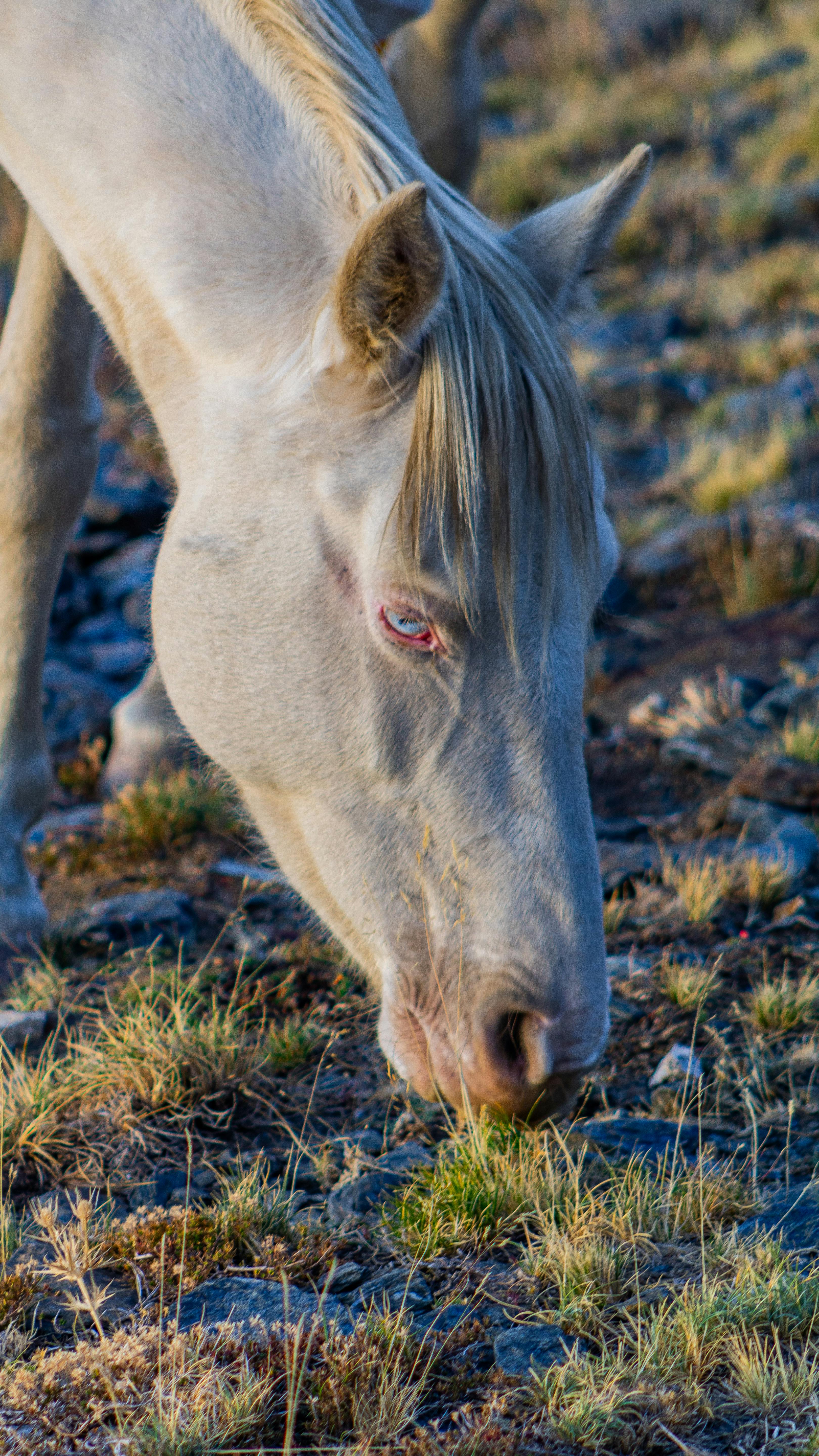Albino Horse Grazing in Sunlit Pasture · Free Stock Photo