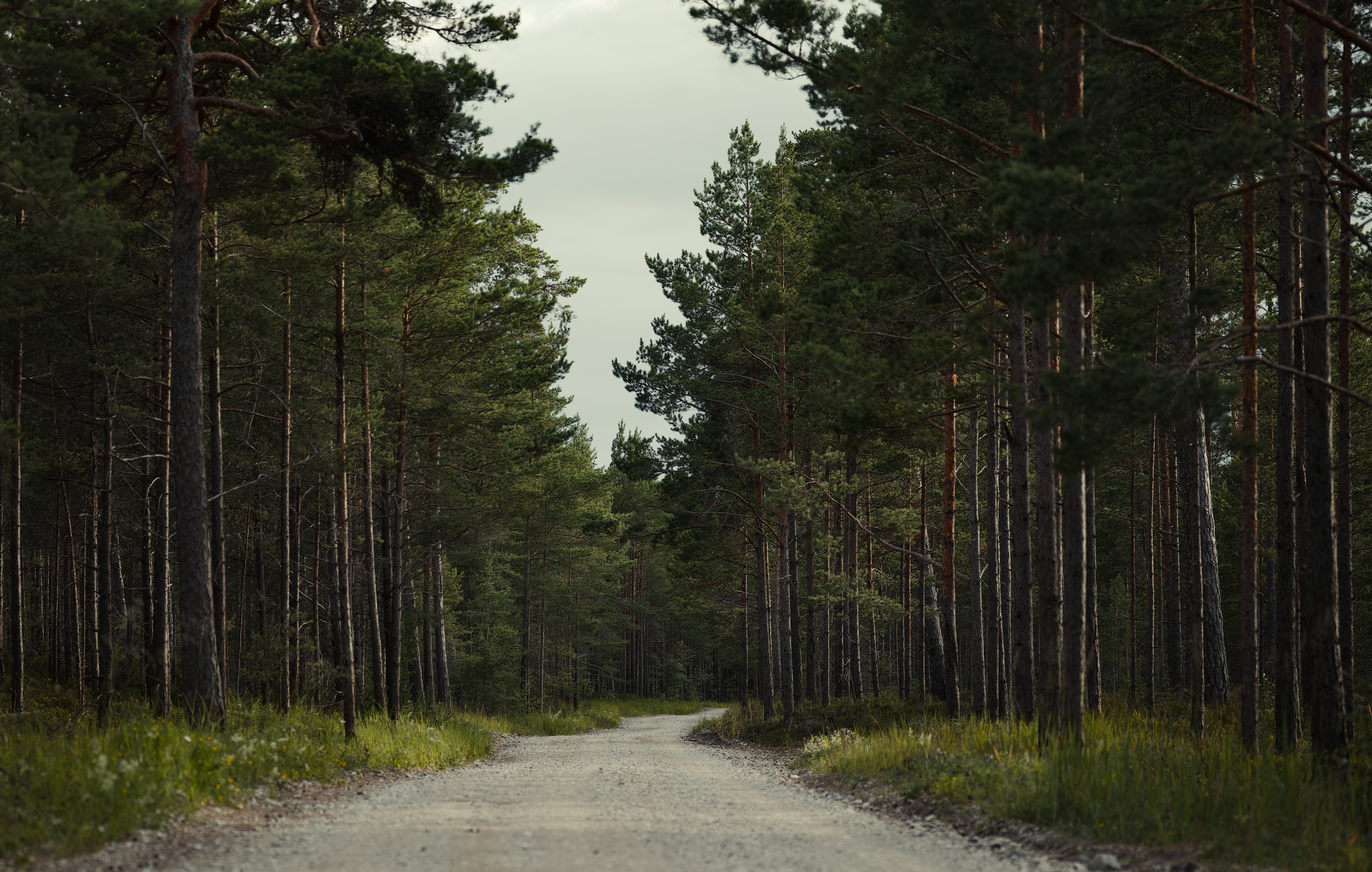 Scenic Dirt Road through Lush Evergreen Forest · Free Stock Photo
