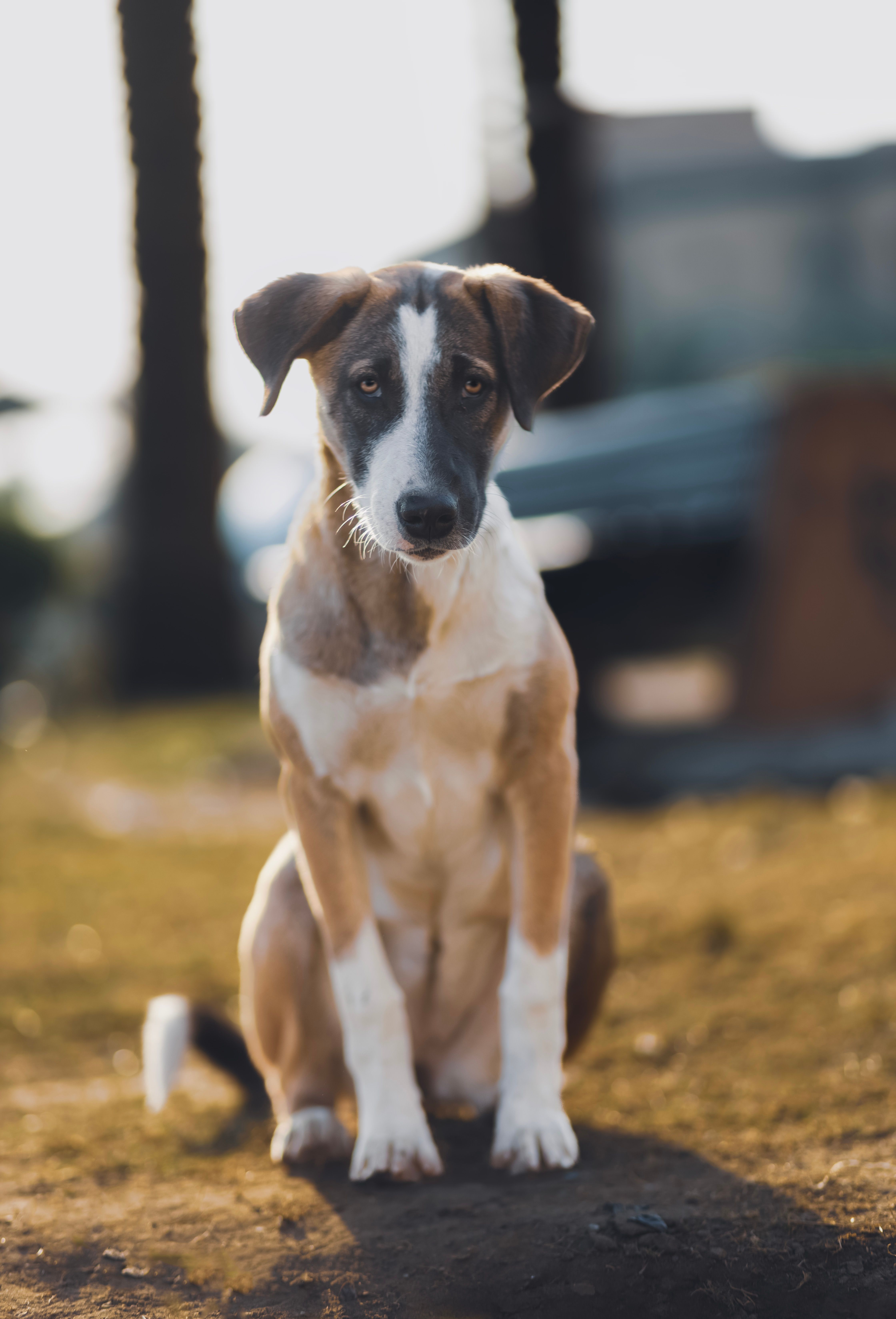 Adorable Dog Sitting Outdoors in Sunlight · Free Stock Photo