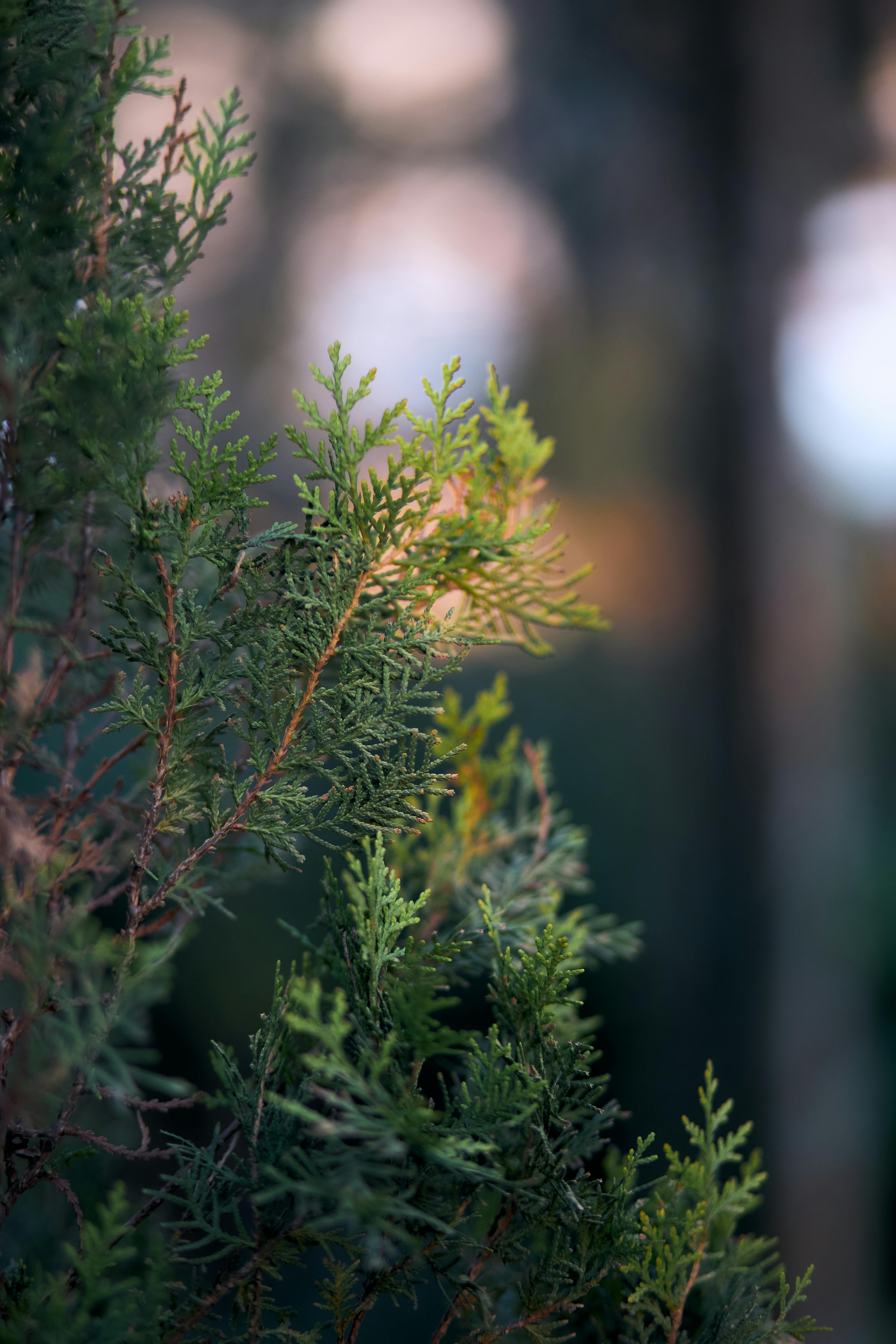 Arbor Background Photos, Download The BEST Free Arbor Background Stock ...