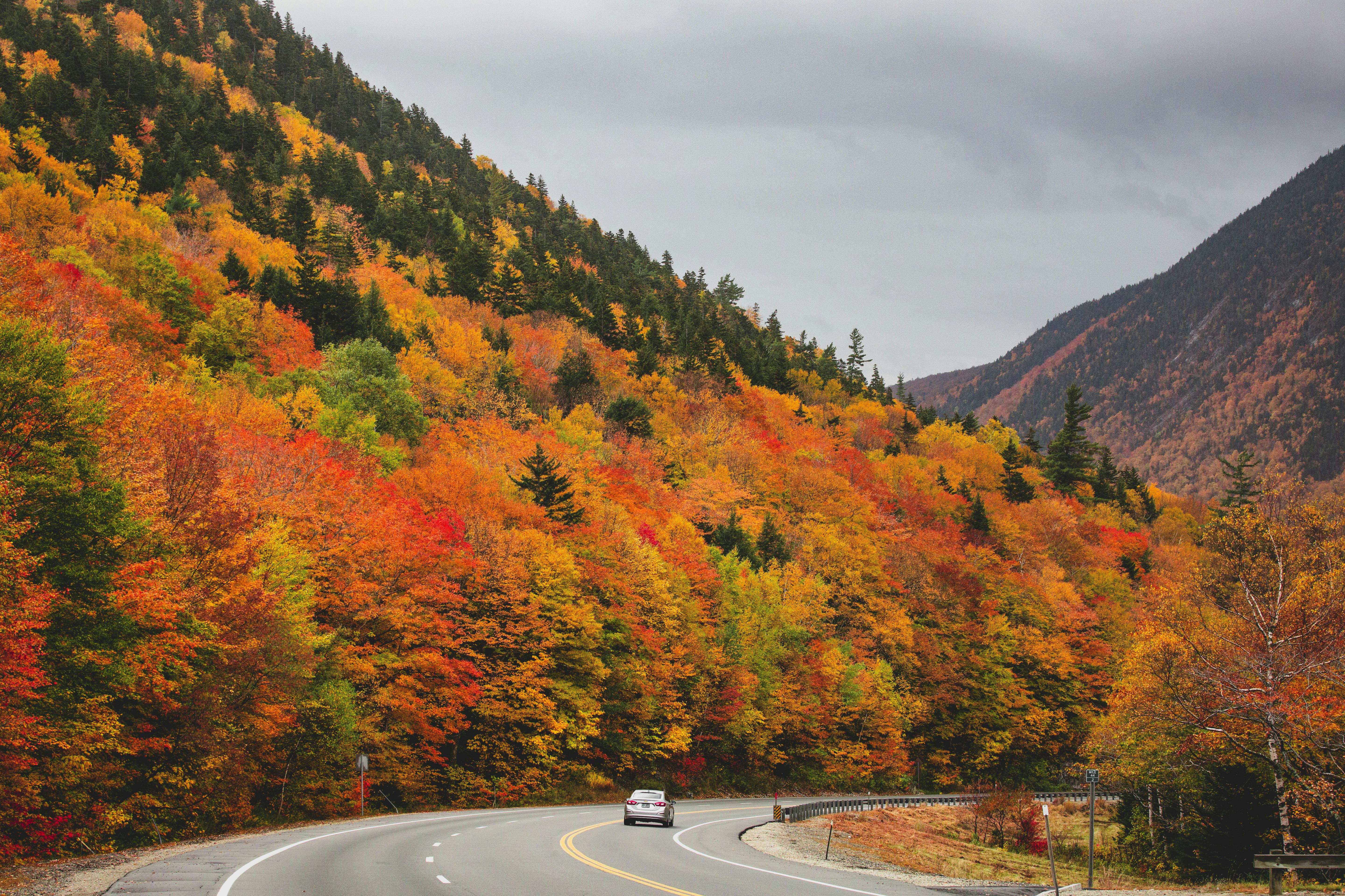 Scenic Autumn Drive through Vibrant Foliage · Free Stock Photo